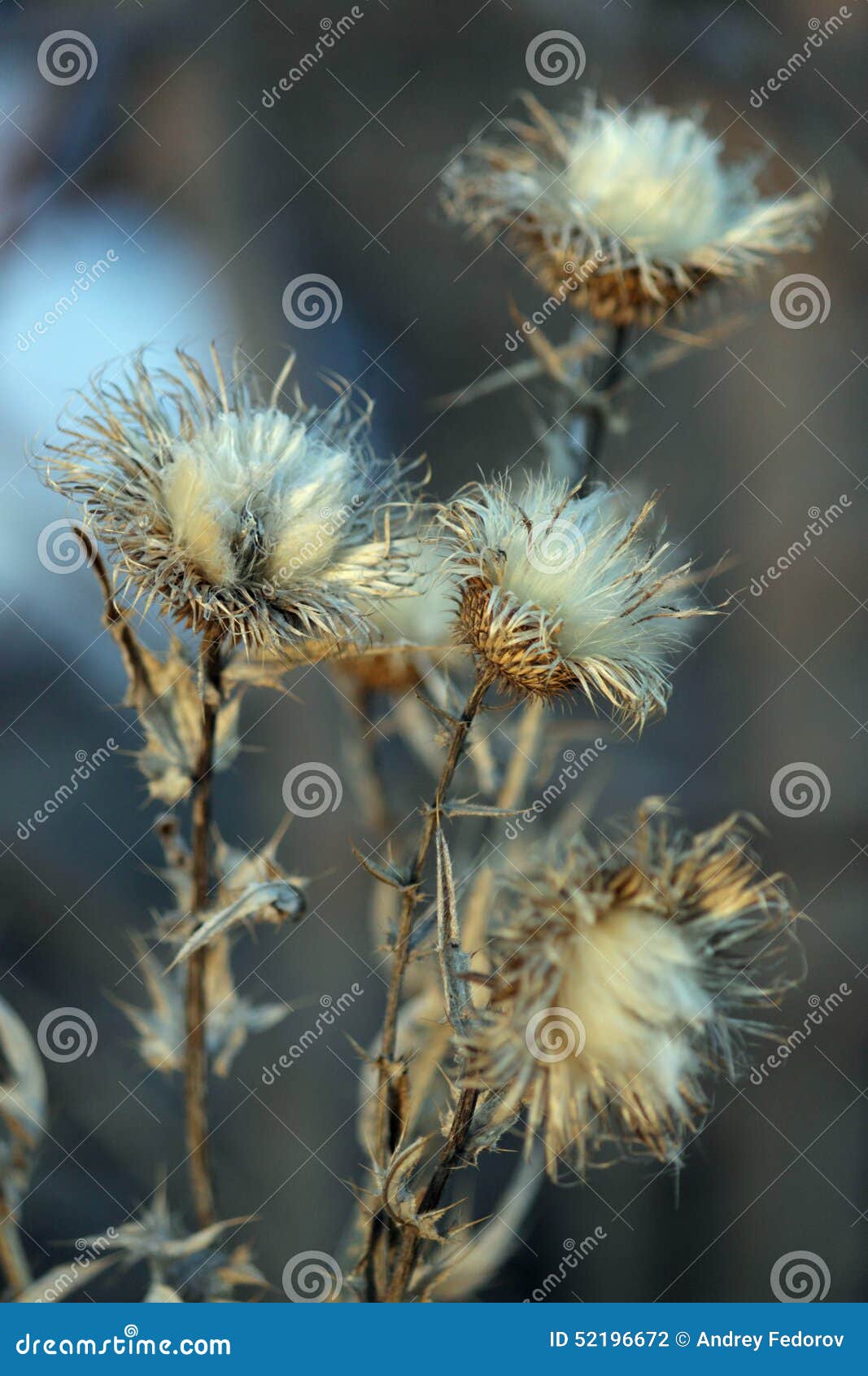 Dried Flowers of the Thistle Stock Photo - Image of dead, background ...