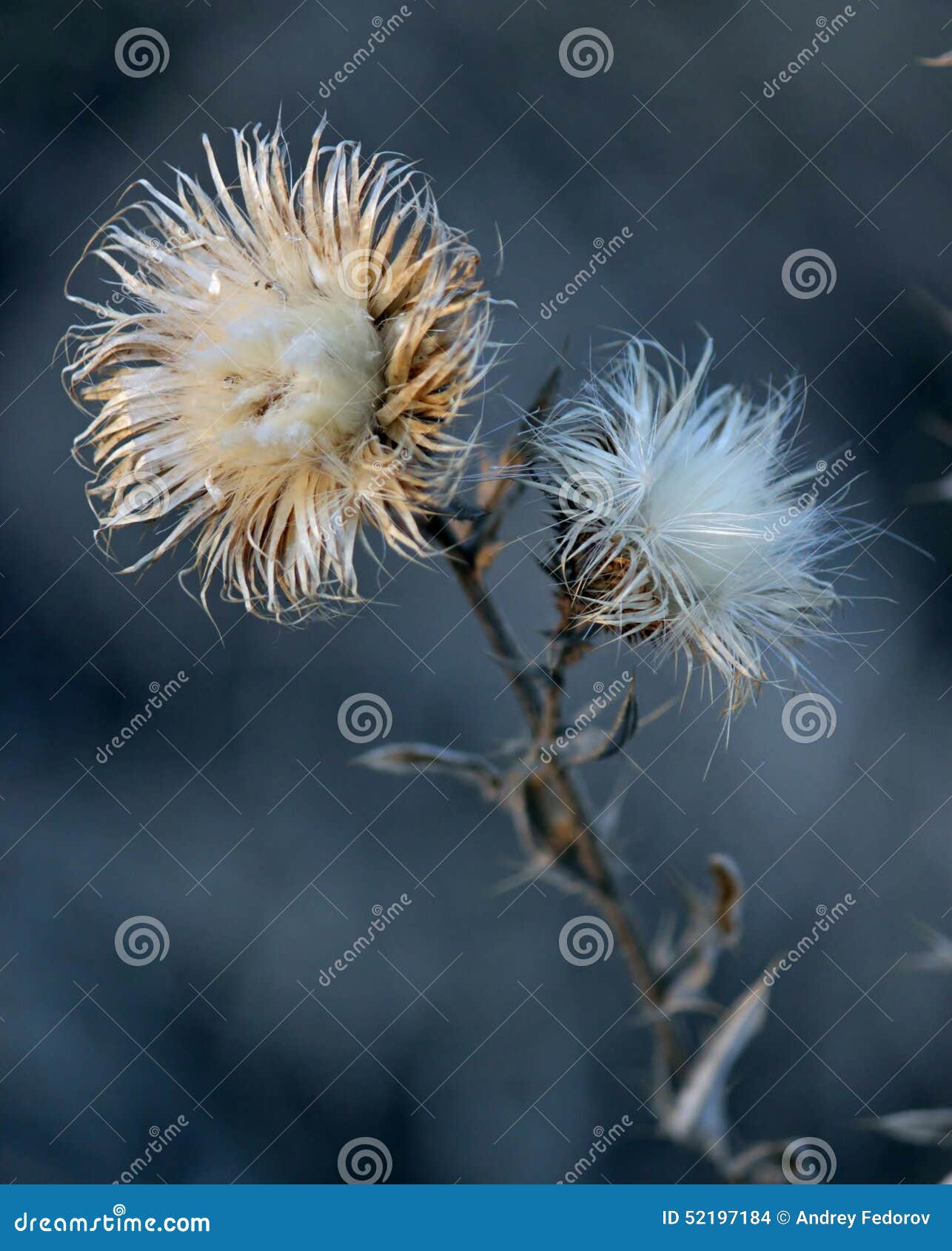 Dried Flowers of the Thistle Stock Photo - Image of fall, herb: 52197184