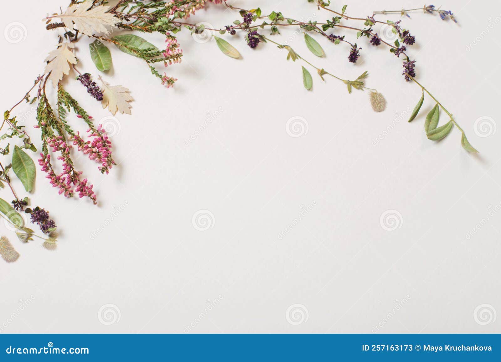 Dried Flowers on White Background Stock Image - Image of foliage, decor ...
