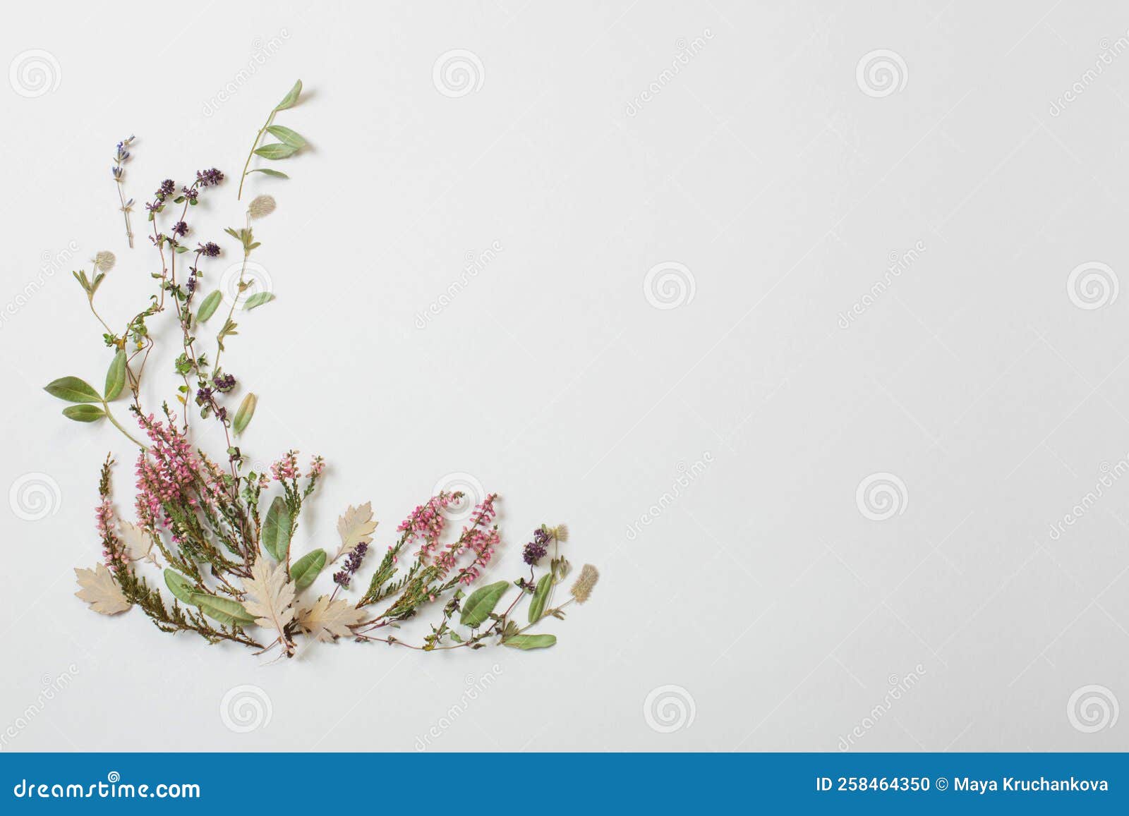 Dried Flowers on White Background Stock Photo - Image of bouquet, group ...