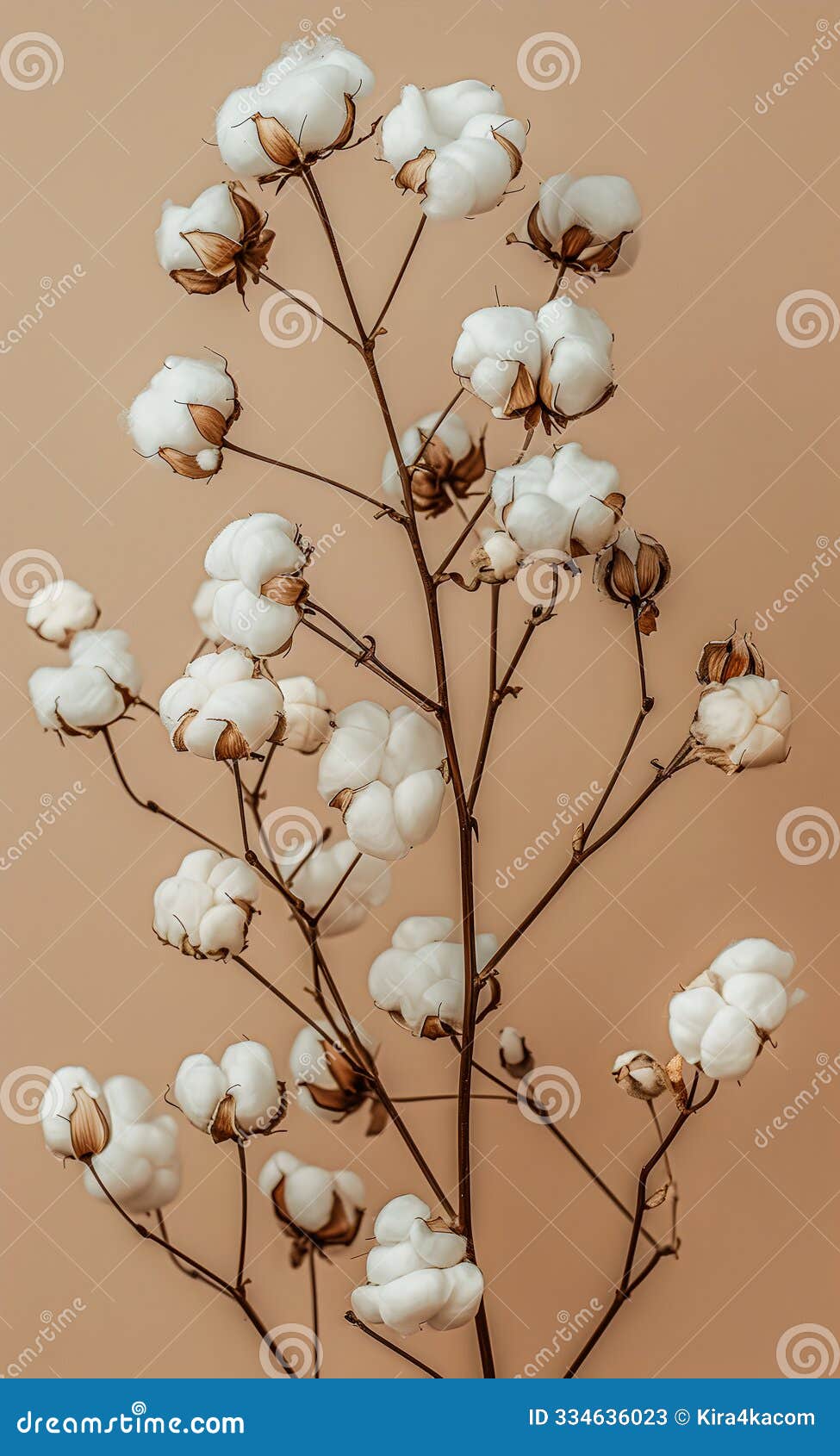 Dried Fluffy Cotton Flower Branch On A Beige Background Royalty-Free ...