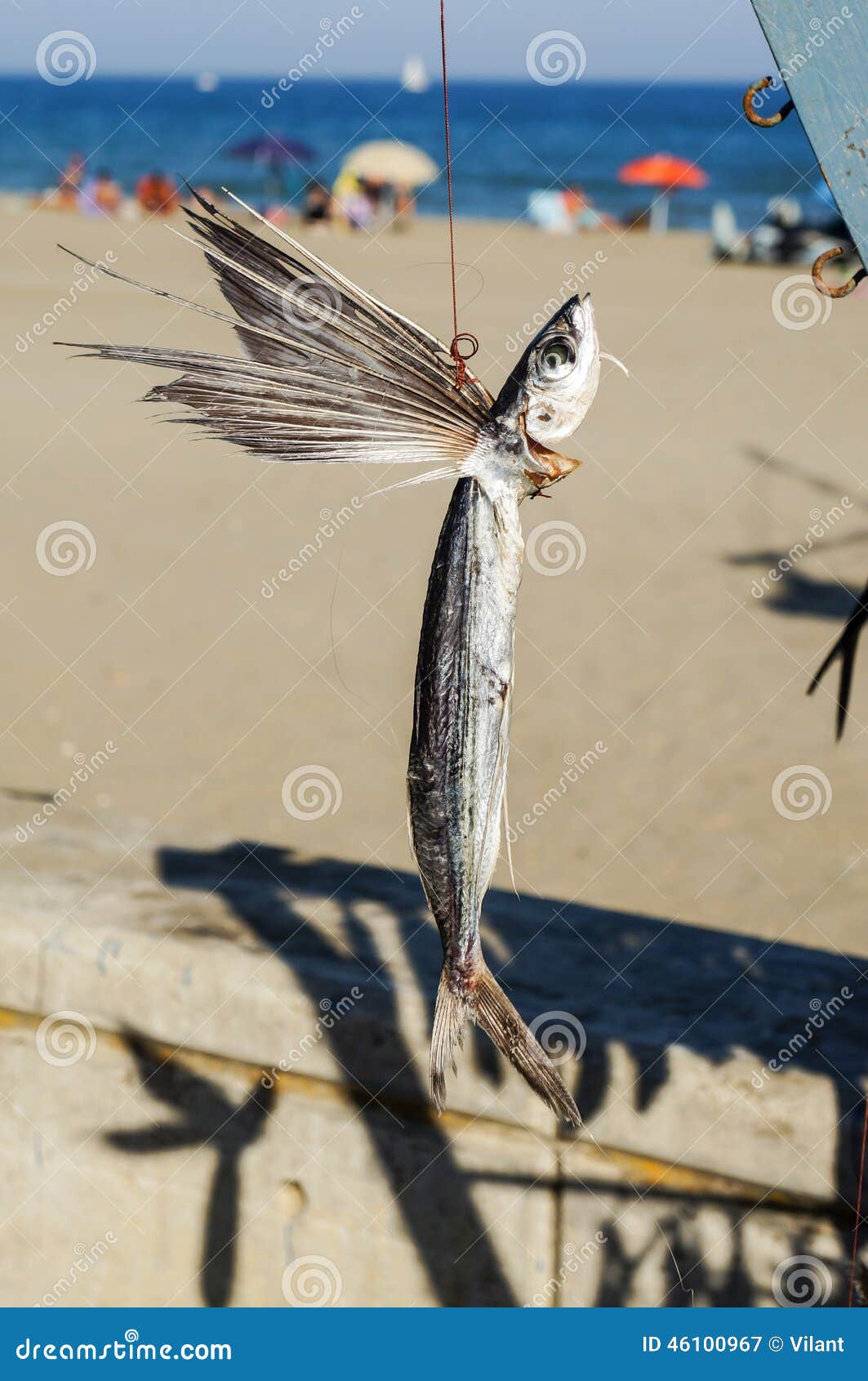 Dried Flying Fish Royalty-Free Stock Photo | CartoonDealer.com #52510041