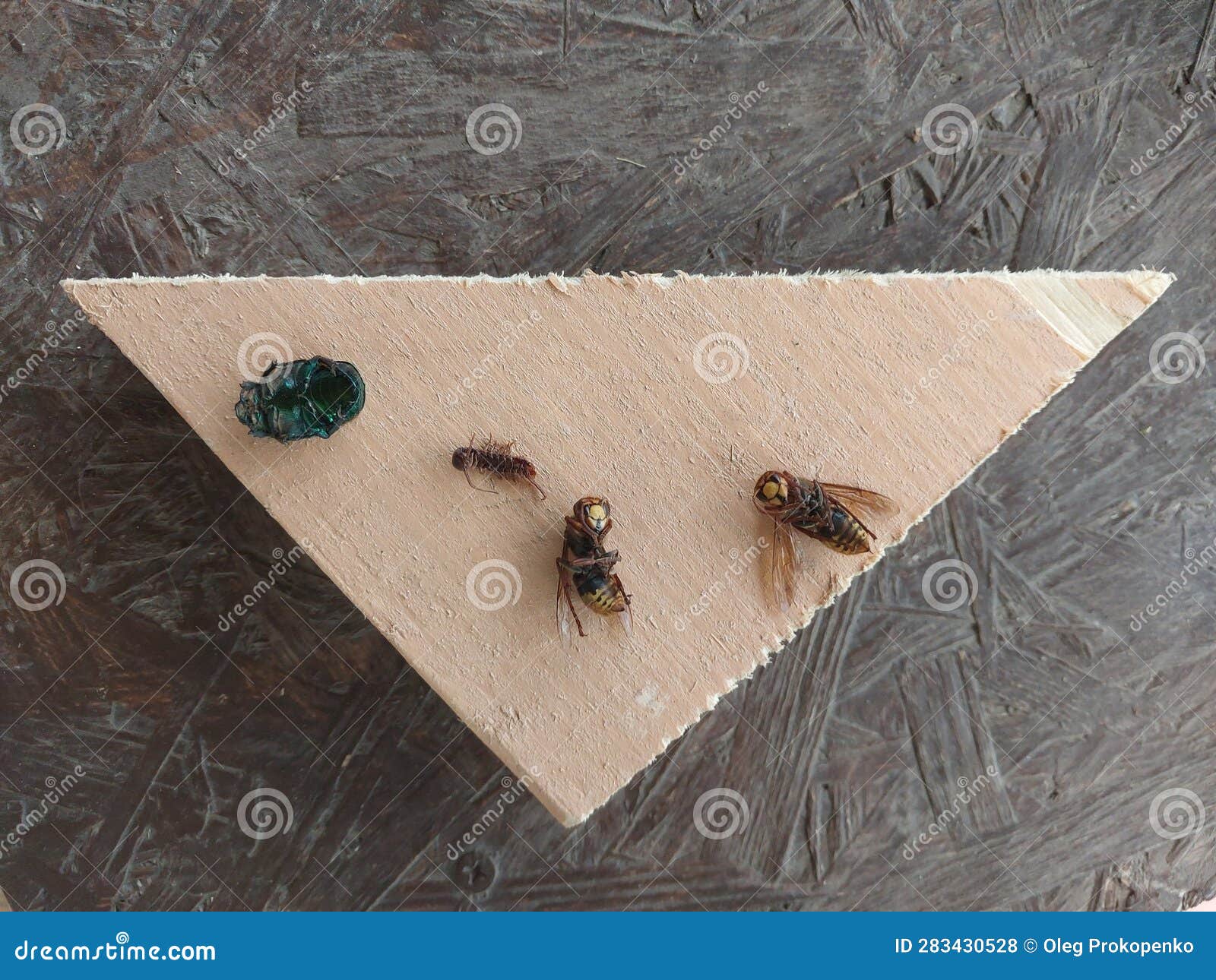 Dried Flying Insect in Macro Photography Stock Photo - Image of zoology ...