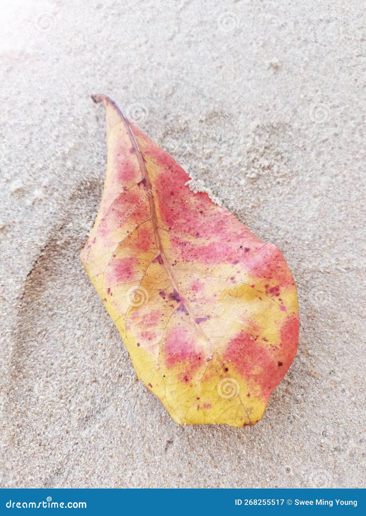Dried Foliage the Surface of the Beach Sand. Stock Image - Image of ...