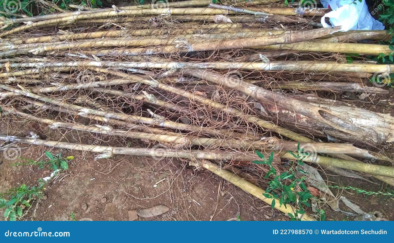 Dried forest bamboo stock photo. Image of flower, wall - 227988570