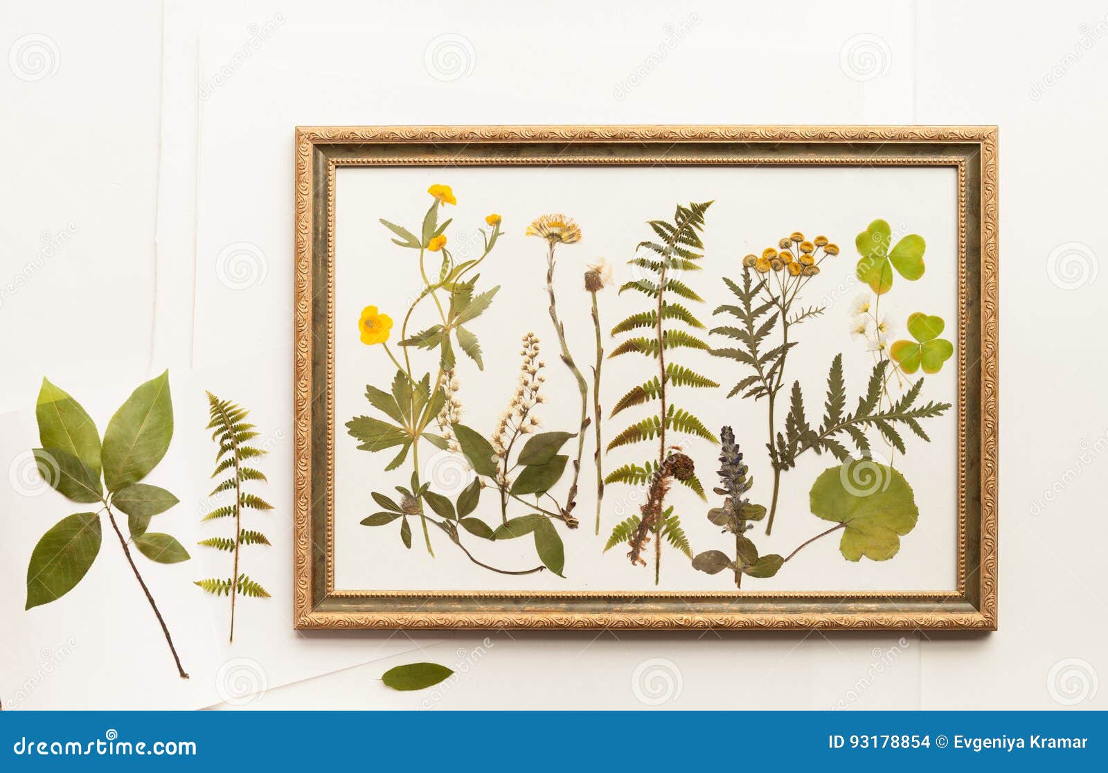 Dried Forest Plants for Herbarium in Frame Stock Photo - Image of ...