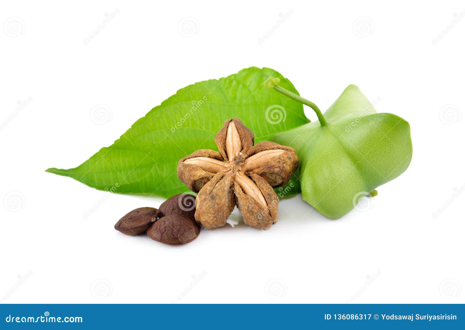 Dried and Fresh Sacha Inchi with Leaf on White Background Stock Image ...