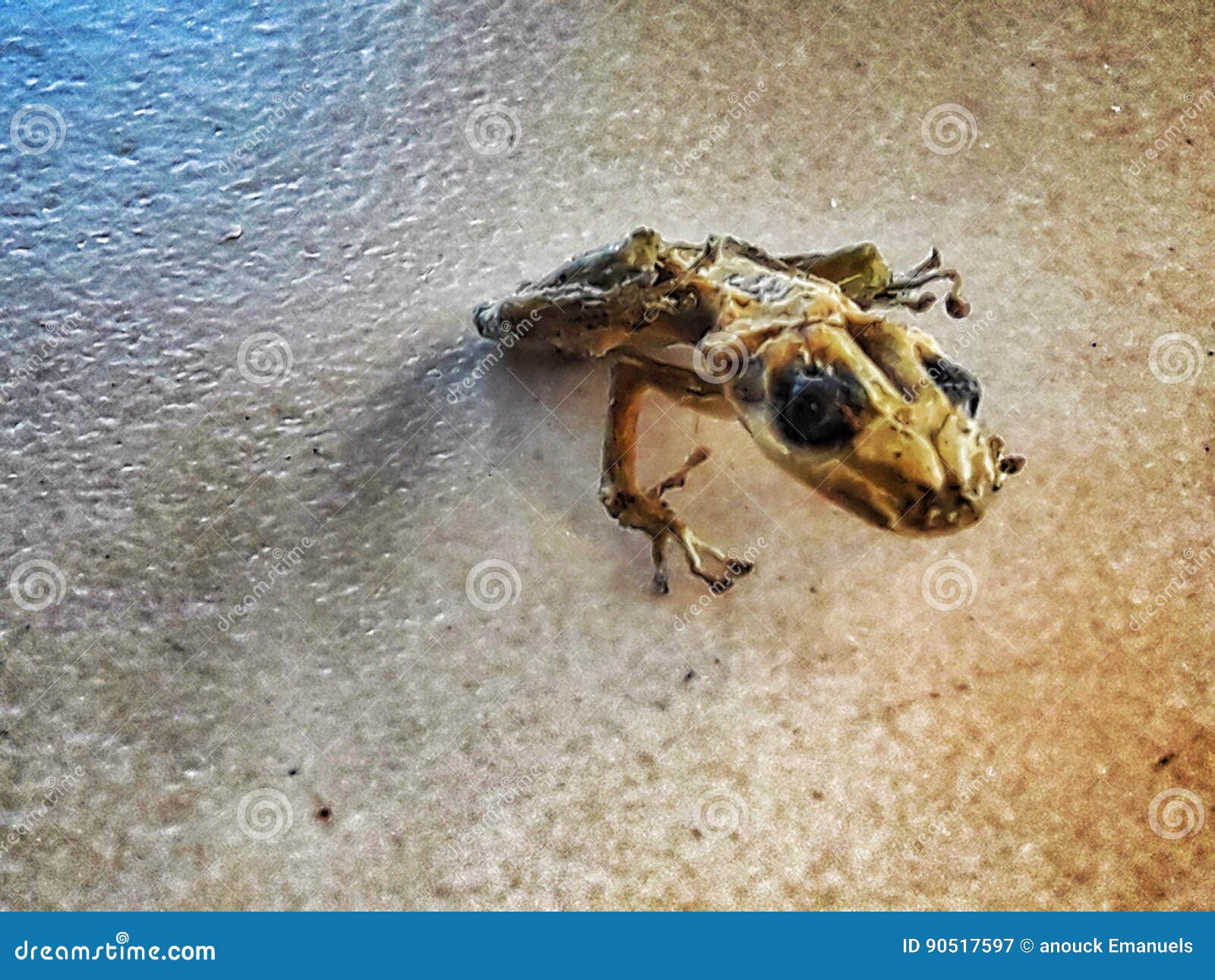 Dried frog stock image. Image of dried, frog, decay, animal - 90517597