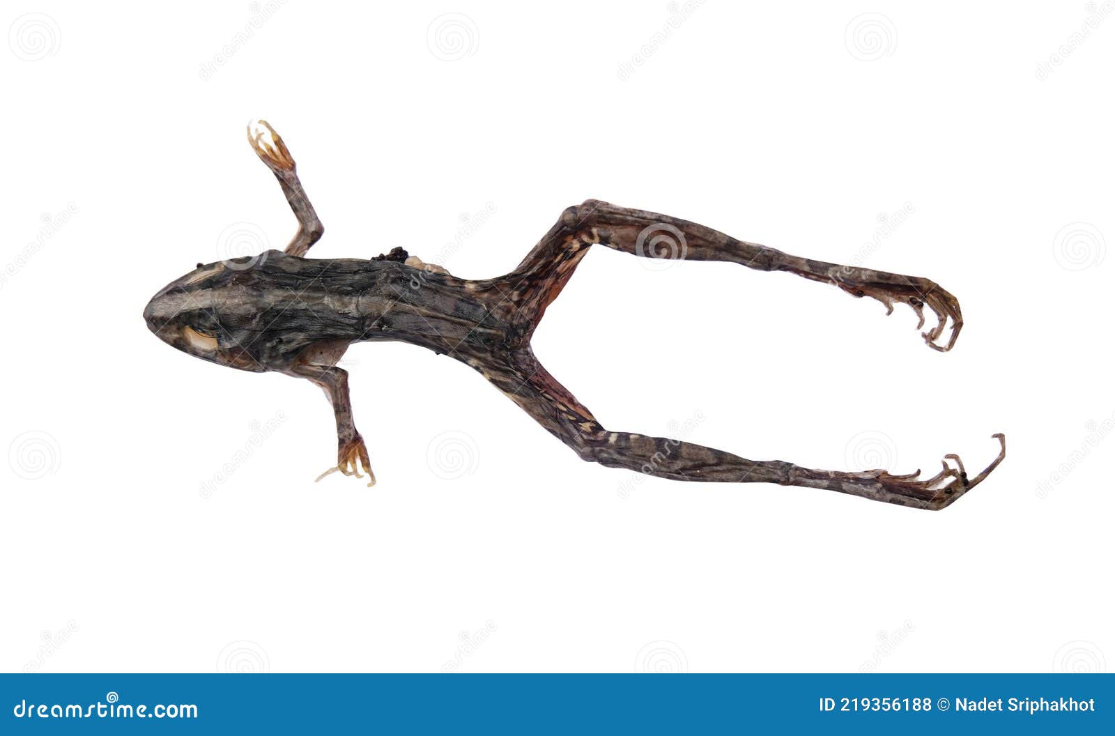 The Dried Frog is Placed Separately Stock Photo - Image of mummified ...