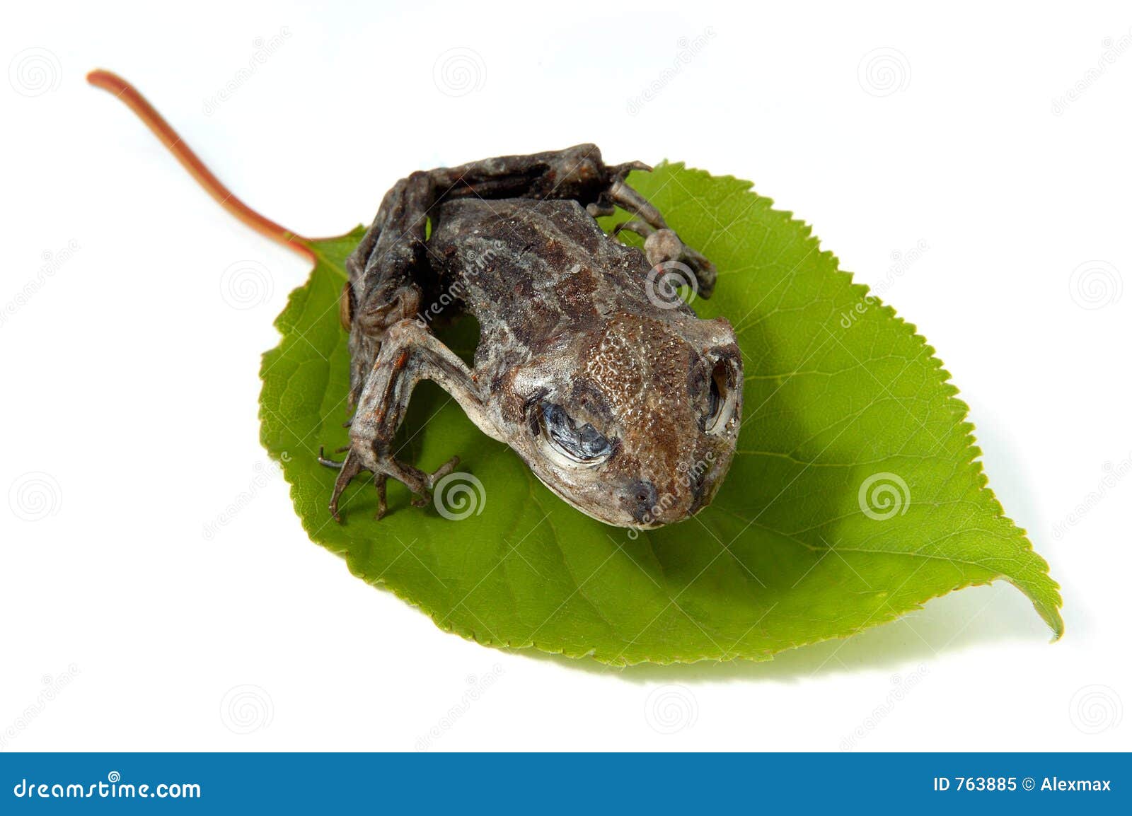Dried Frogling on a Leaf Isolated Stock Image - Image of zoological ...