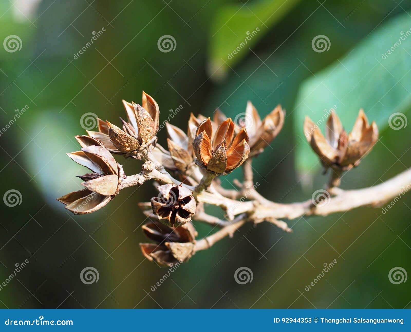 Dried fruit stock image. Image of pong, tree, retro, brown - 92944353
