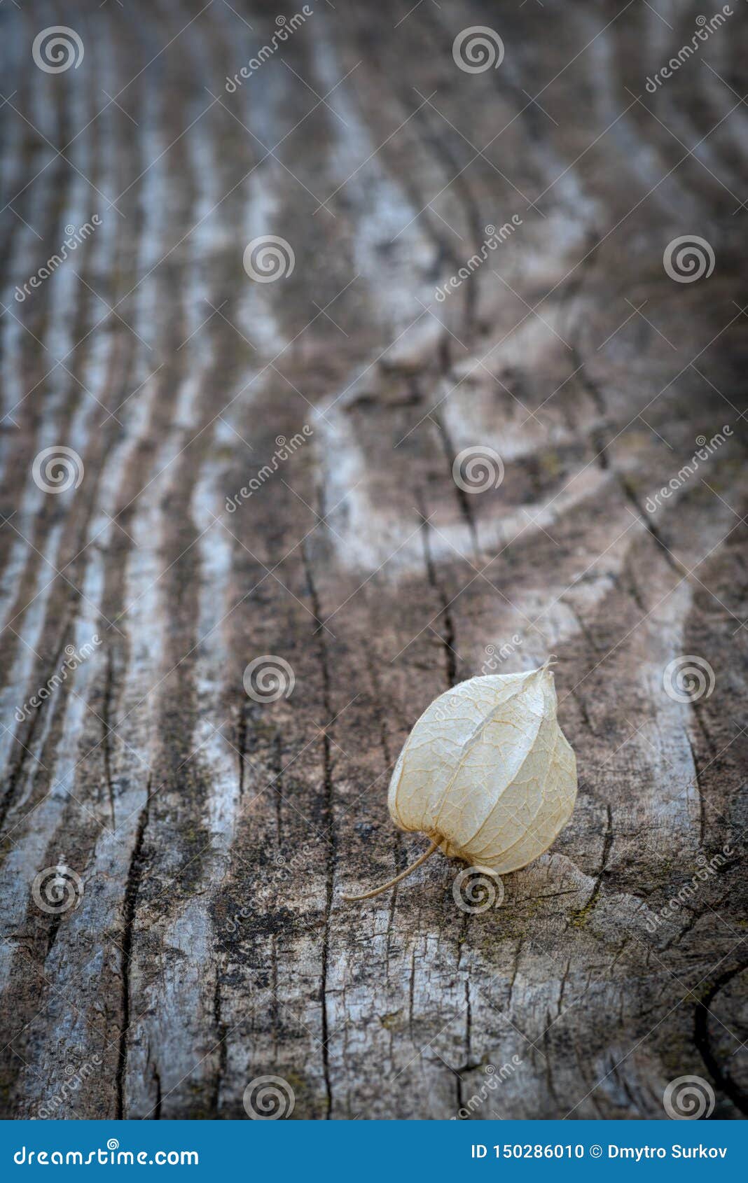 Physalis Alkekengi Fruit Husk Stock Photo - Image of nature, husk ...