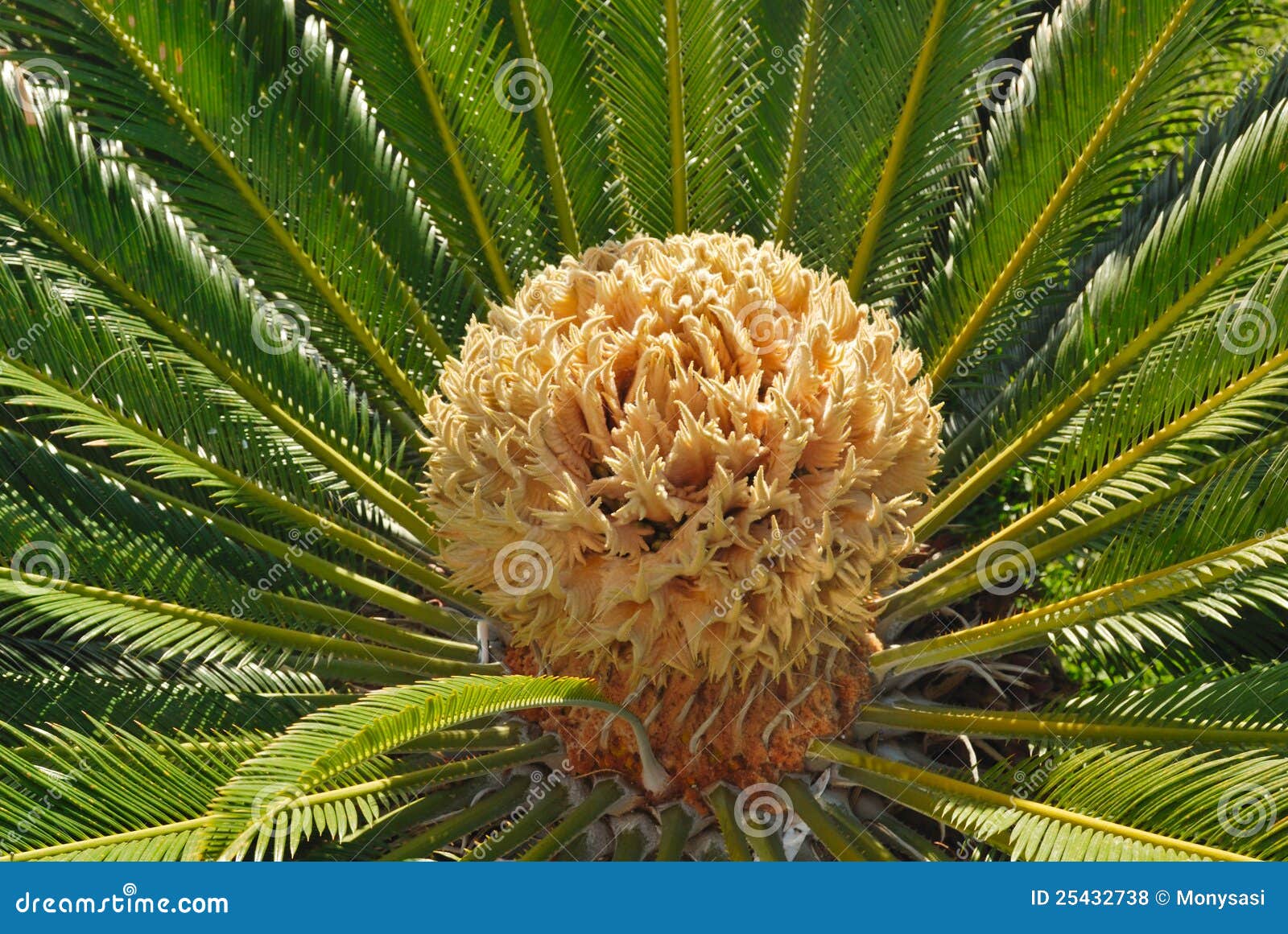 Dried fruit palm stock photo. Image of crop, tropical - 25432738