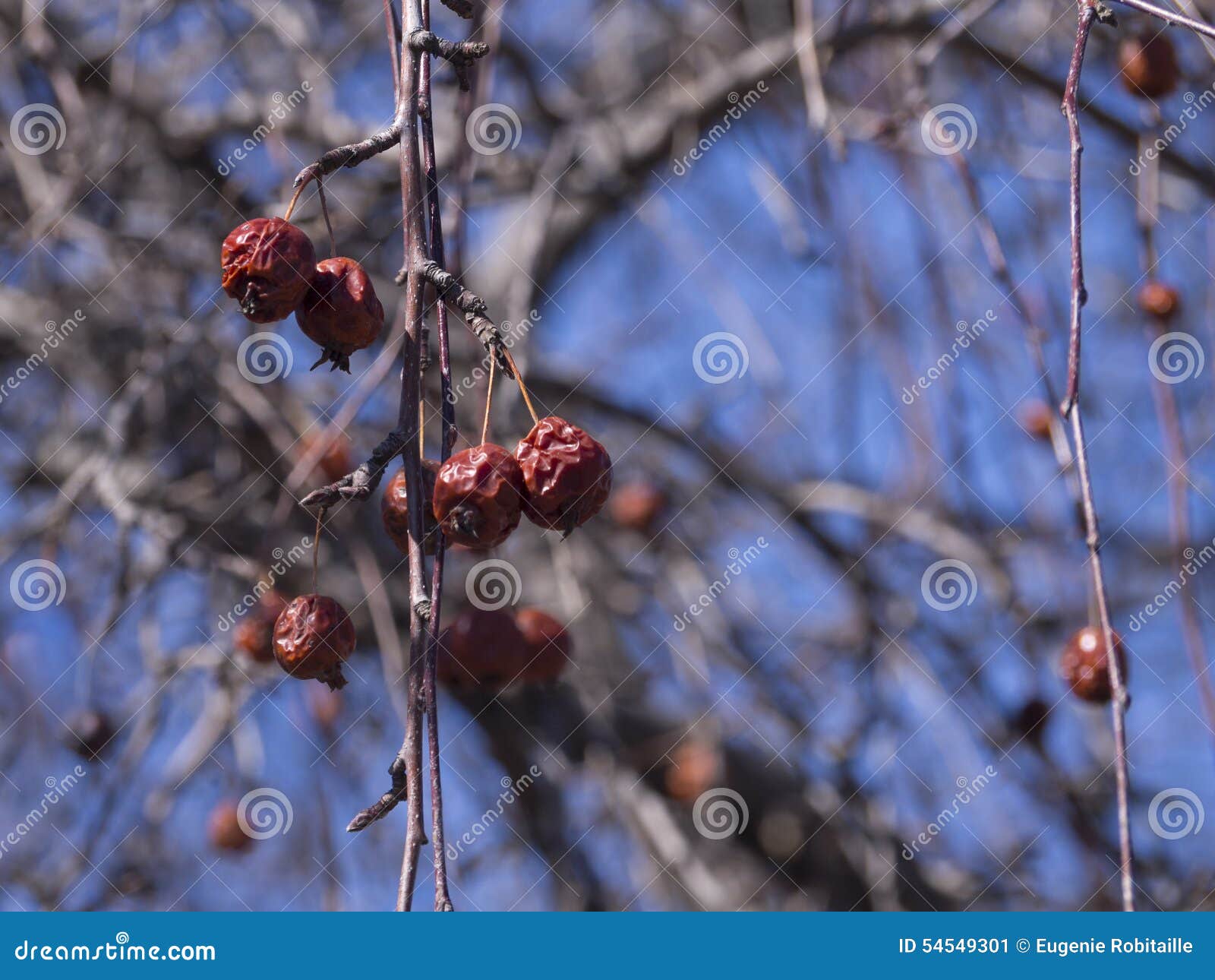 Dried fruit on tree stock image. Image of tree, trees - 54549301