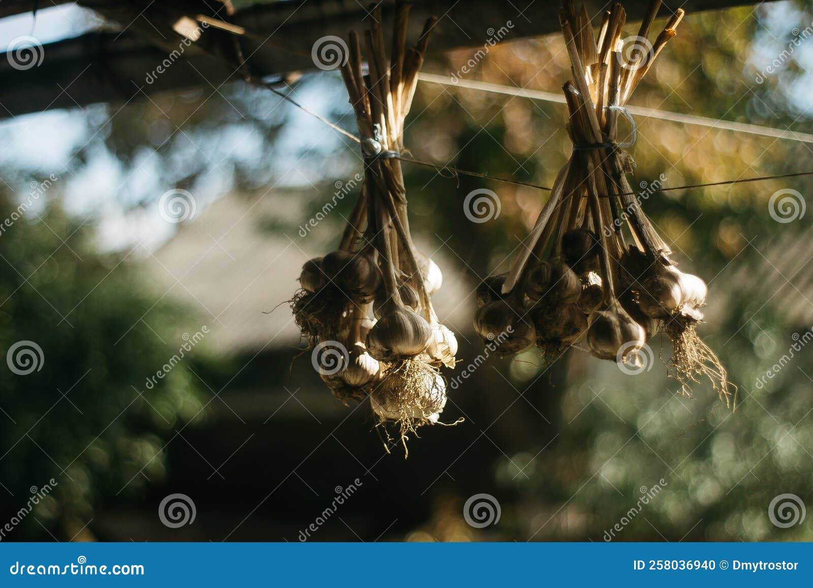 Dried Garlic Garlic is Drying in the Yard Stock Photo - Image of fresh ...