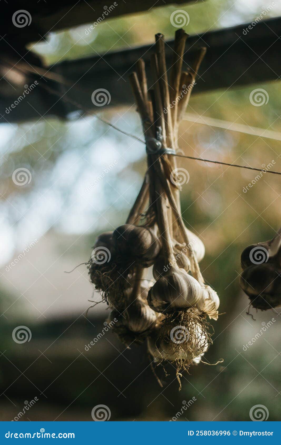 Dried Garlic Garlic is Drying in the Yard Stock Photo - Image of ...