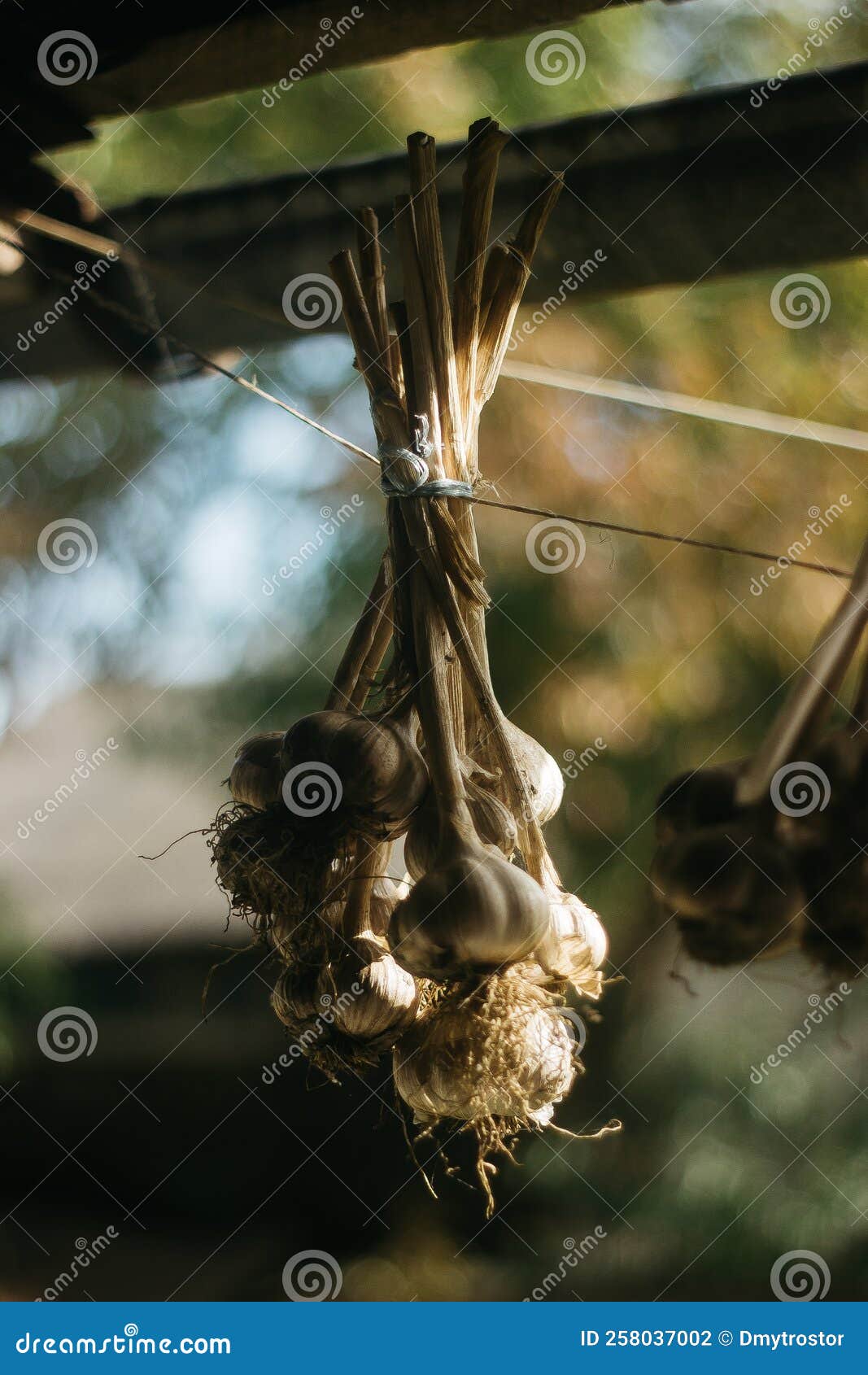 Dried Garlic Garlic is Drying in the Yard Stock Photo - Image of garlic ...