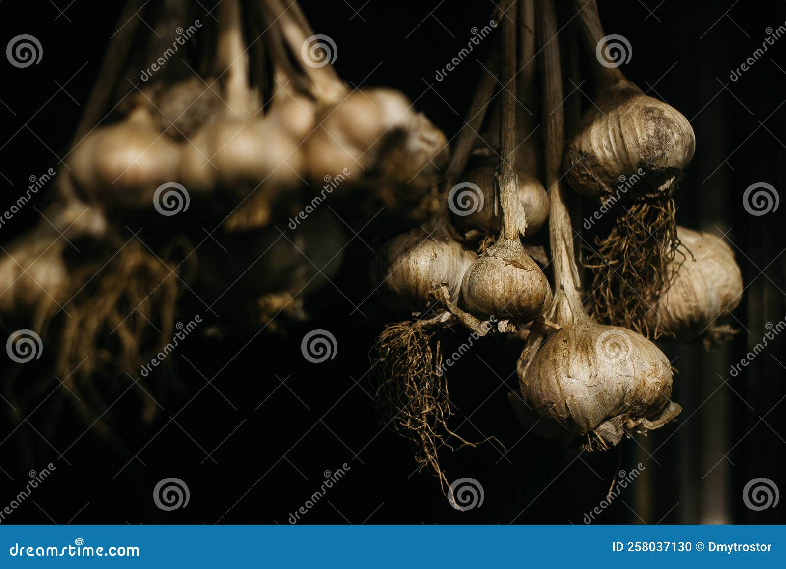 Dried Garlic Garlic is Drying in the Yard Stock Photo - Image of plant ...