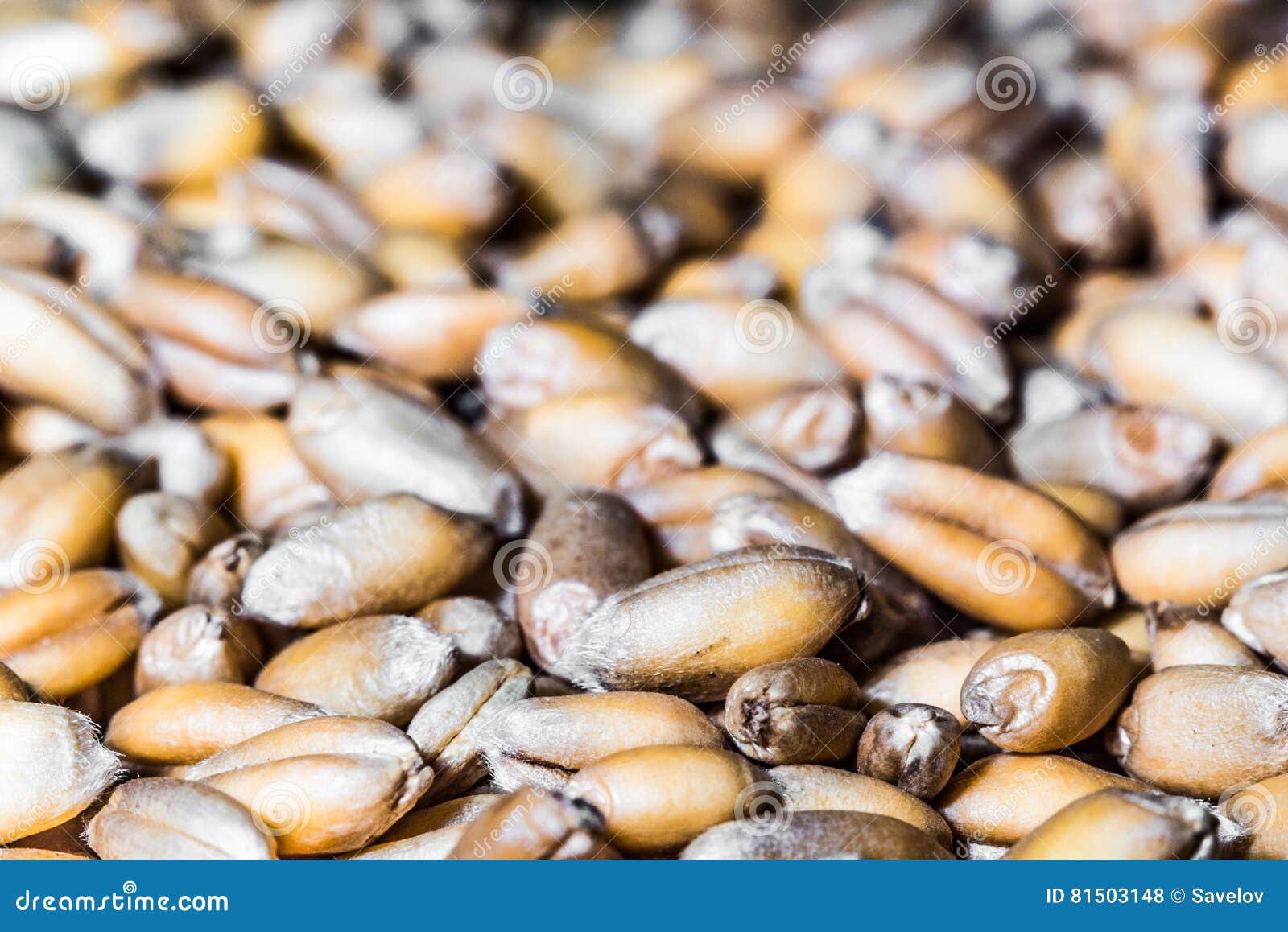 Dried Germinated Grains of Wheat. Stock Photo - Image of crop, food ...