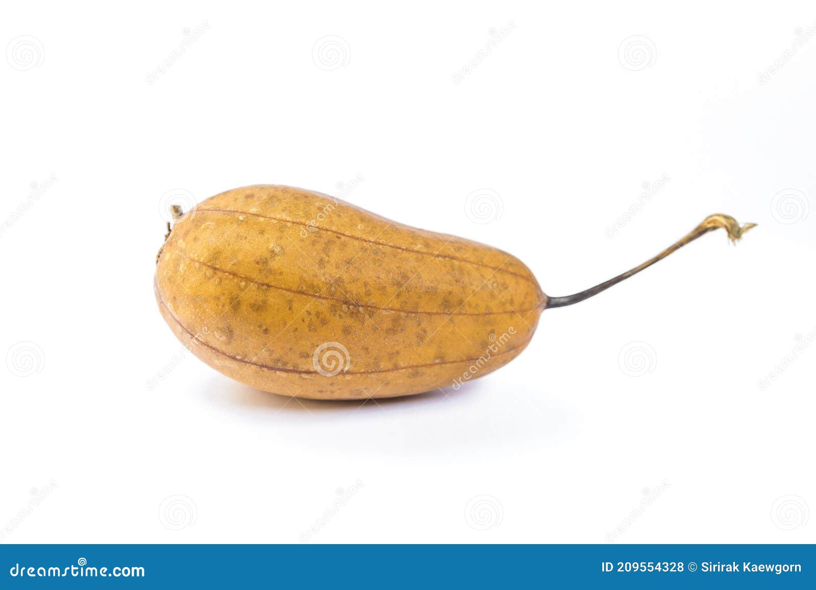 Dried Gourd Luffa Isolate on White Background Stock Photo - Image of ...