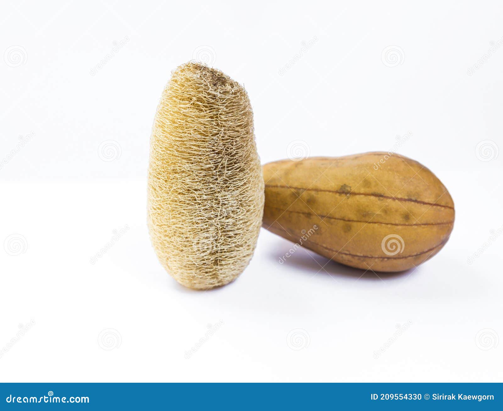 Dried Gourd Luffa Isolate on White Background Stock Photo - Image of ...