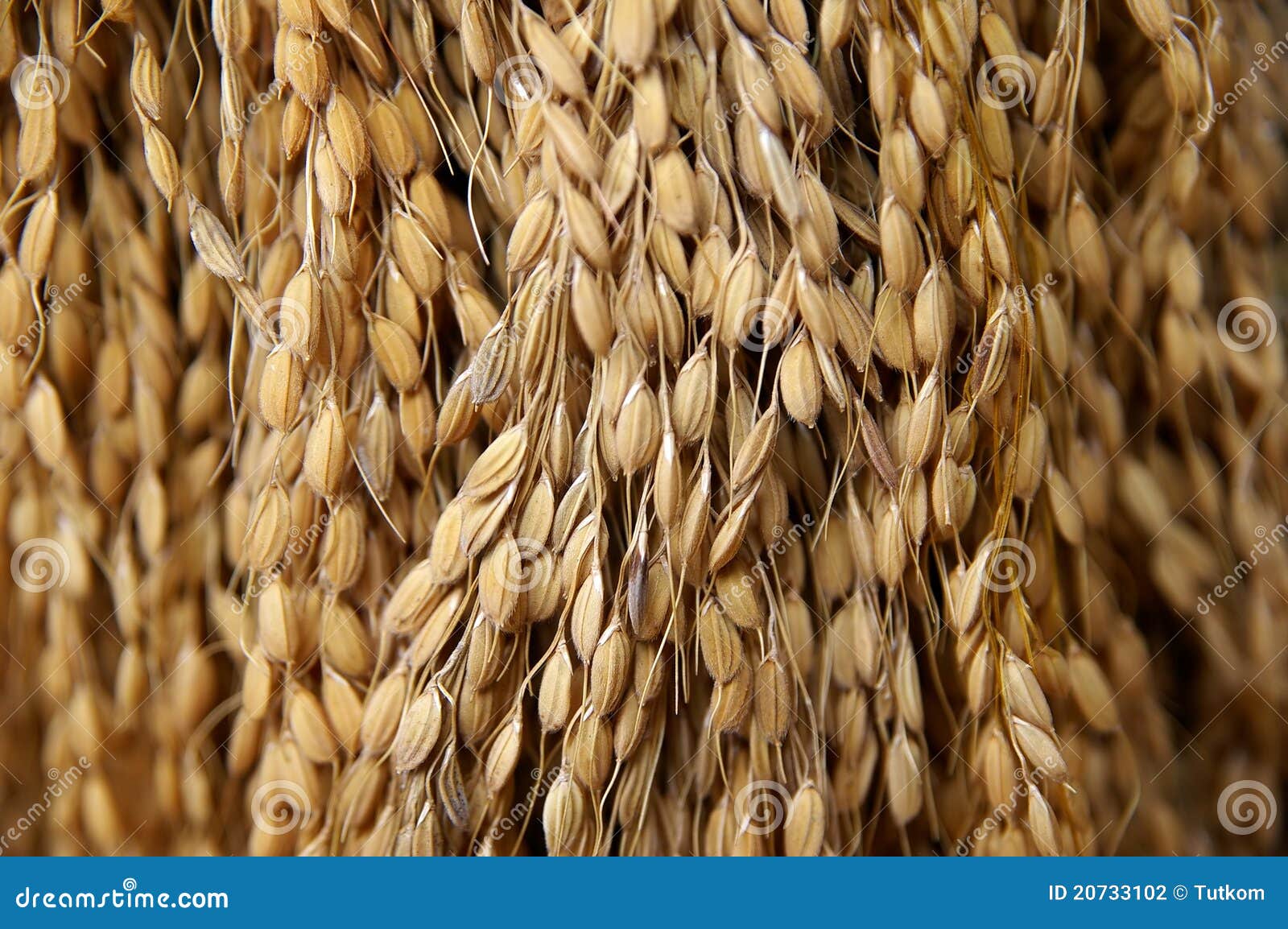 Dried grain stock photo. Image of fascicle, grain, nugget - 20733102