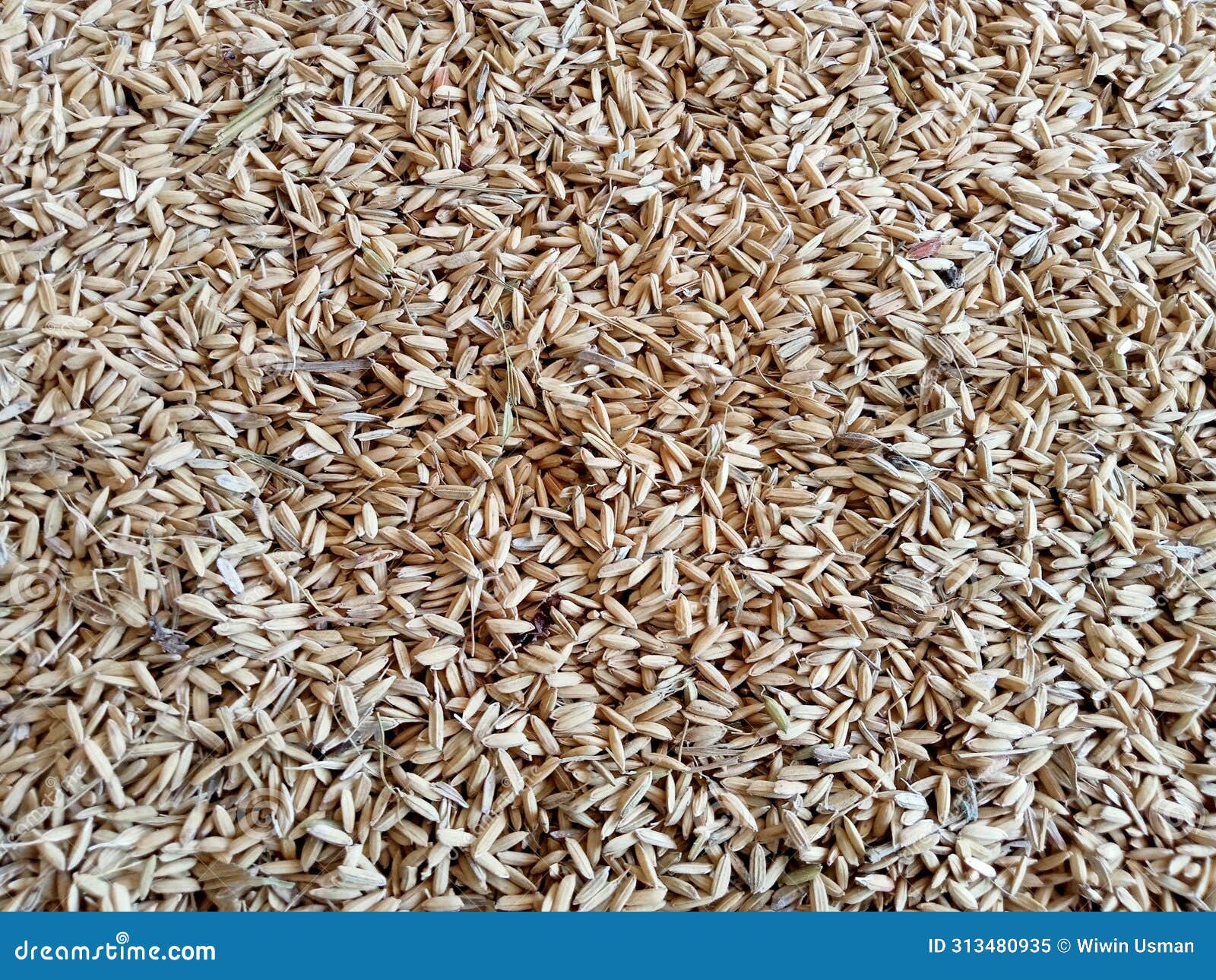 Dried Grain Ready To Be Processed into Rice Stock Image - Image of ...
