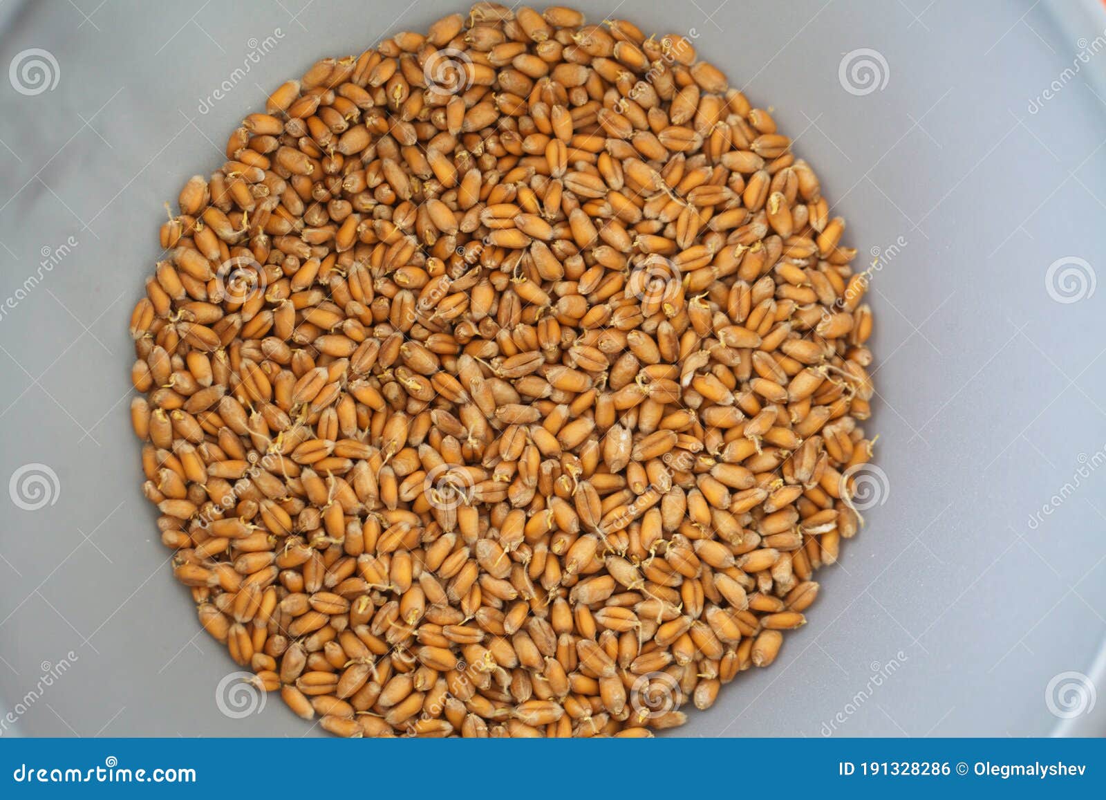 Dried Grain Wheat Sprouts Close Up Stock Photo - Image of vegan, grain ...