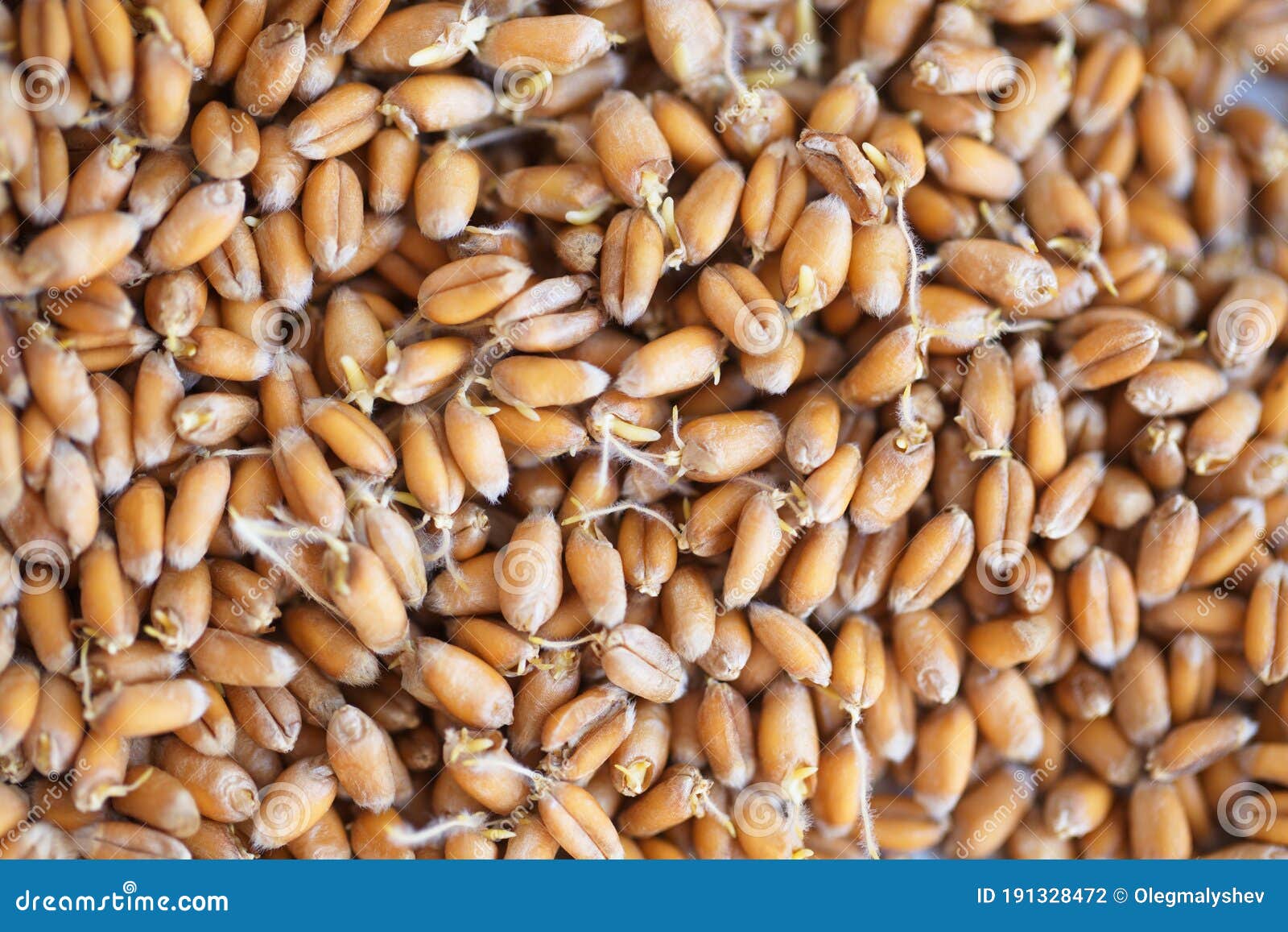 Dried Grain Wheat Sprouts Close Up Stock Photo - Image of yellow ...