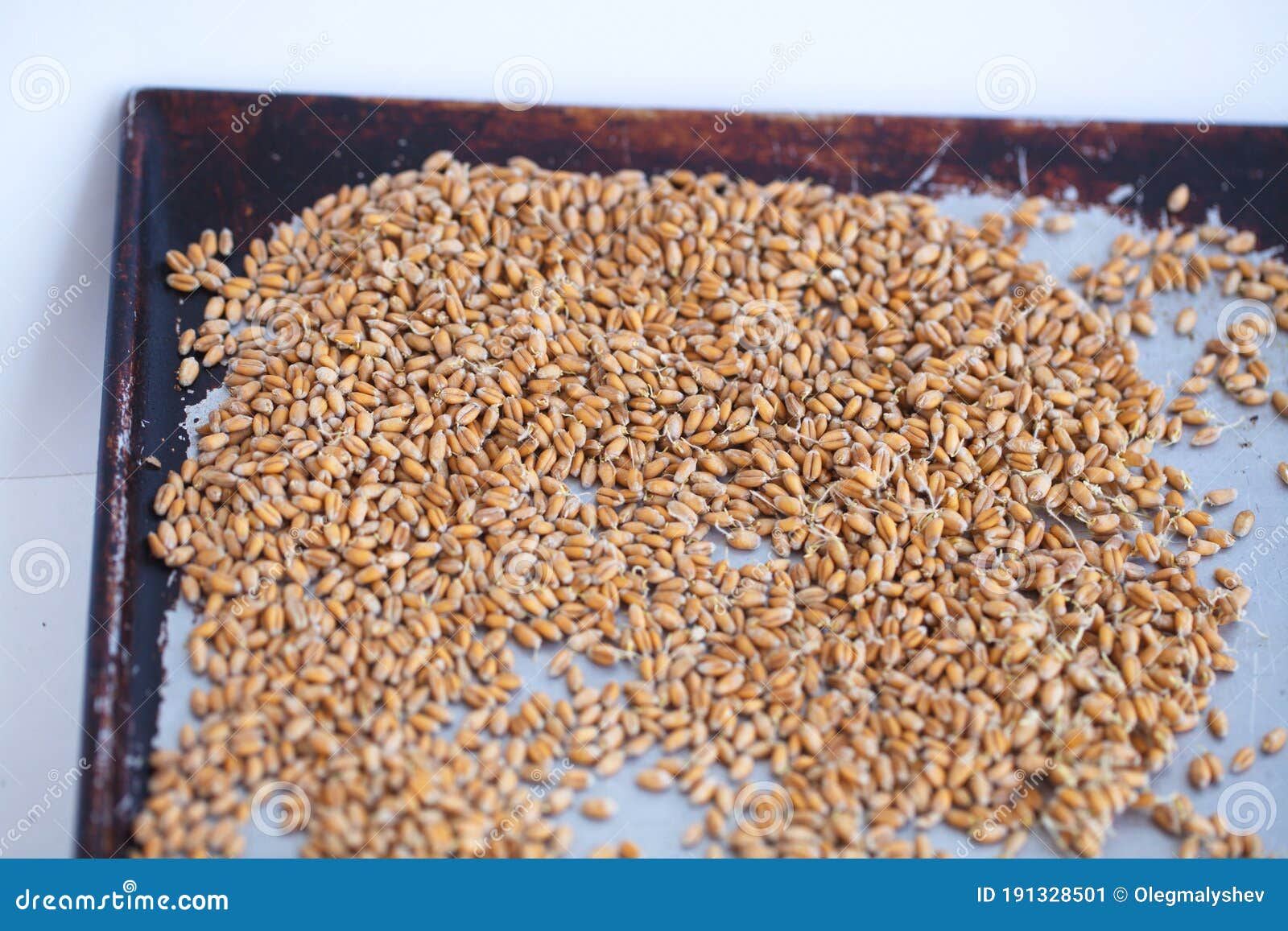 Dried Grain Wheat Sprouts Close Up Stock Image - Image of nutrition ...