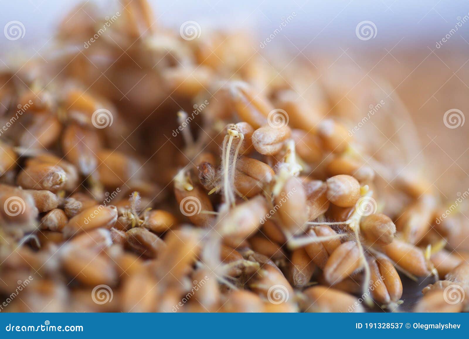 Dried Grain Wheat Sprouts Close Up Stock Image - Image of diet, wheat ...