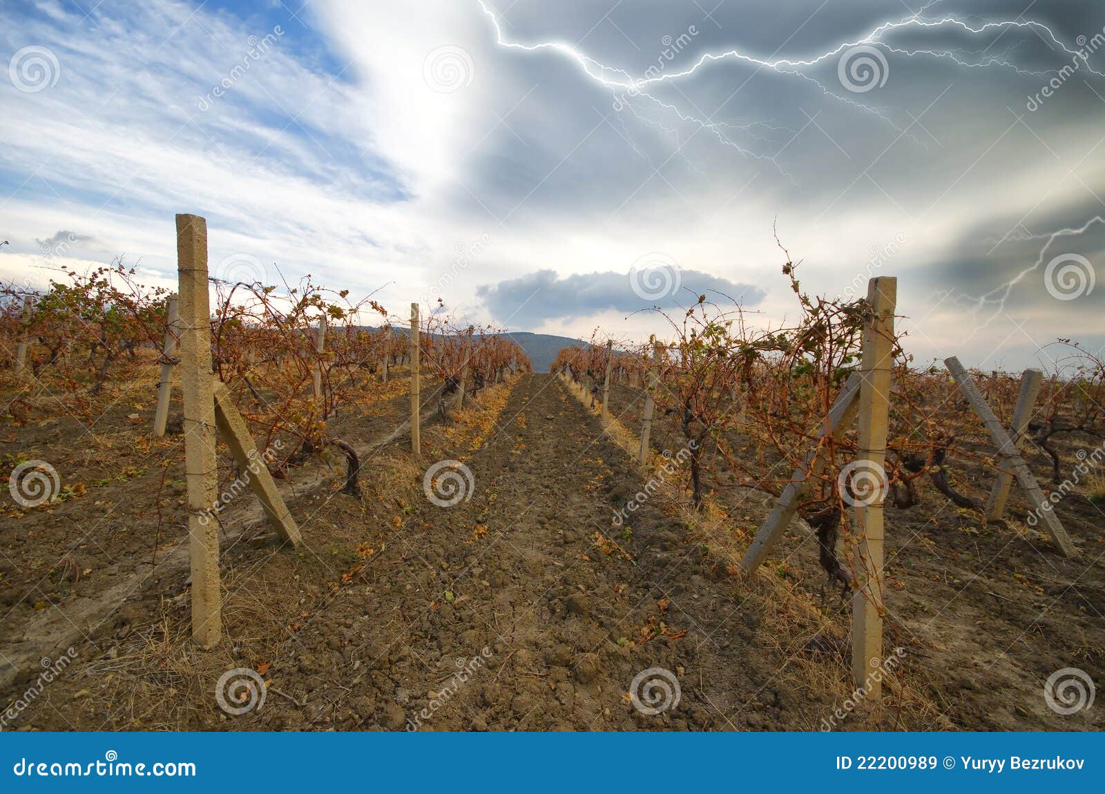 Dried grape stock image. Image of outdoors, pattern, foliage - 22200989