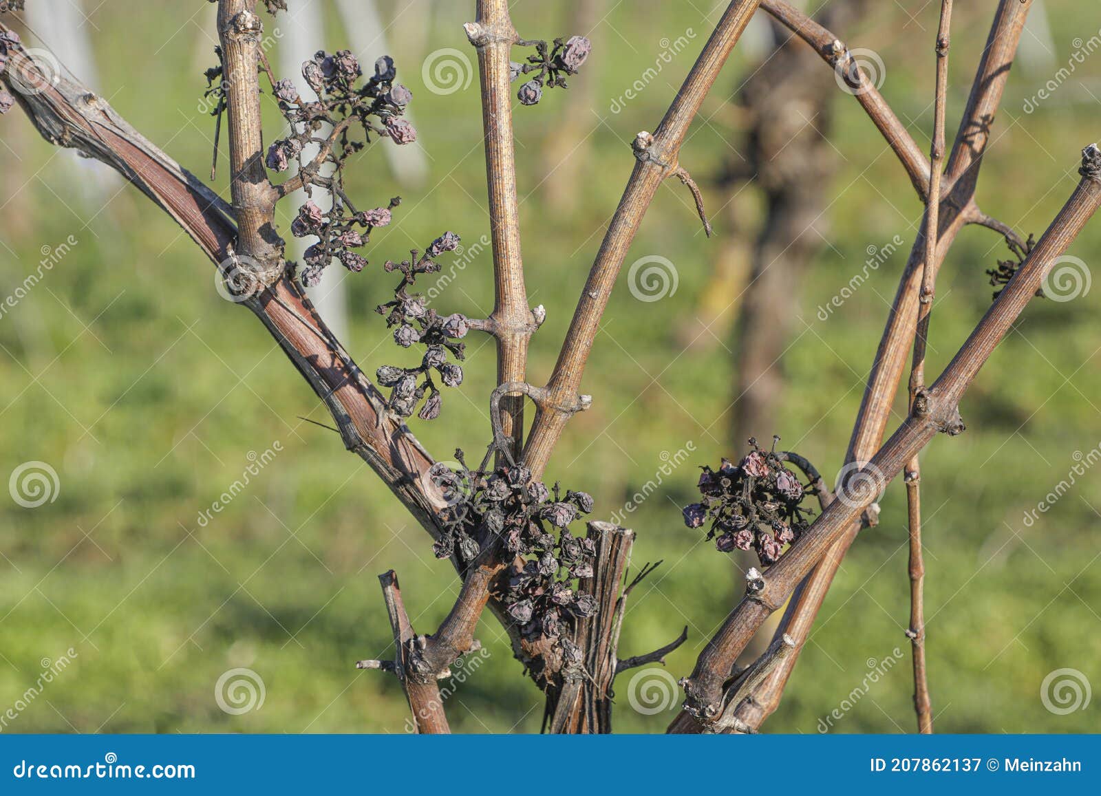 Dried Grape Berries at a Vine Stock Image - Image of vineyard, sweet ...