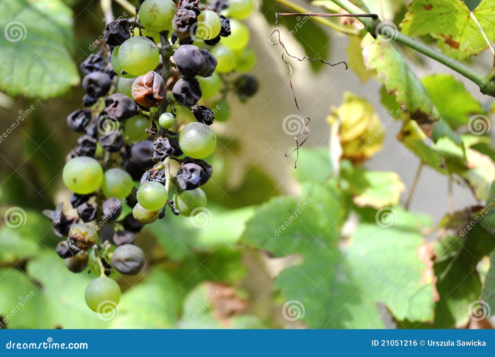 Dried Grapes in a Vineyard. Stock Photo - Image of countryside, chinon ...