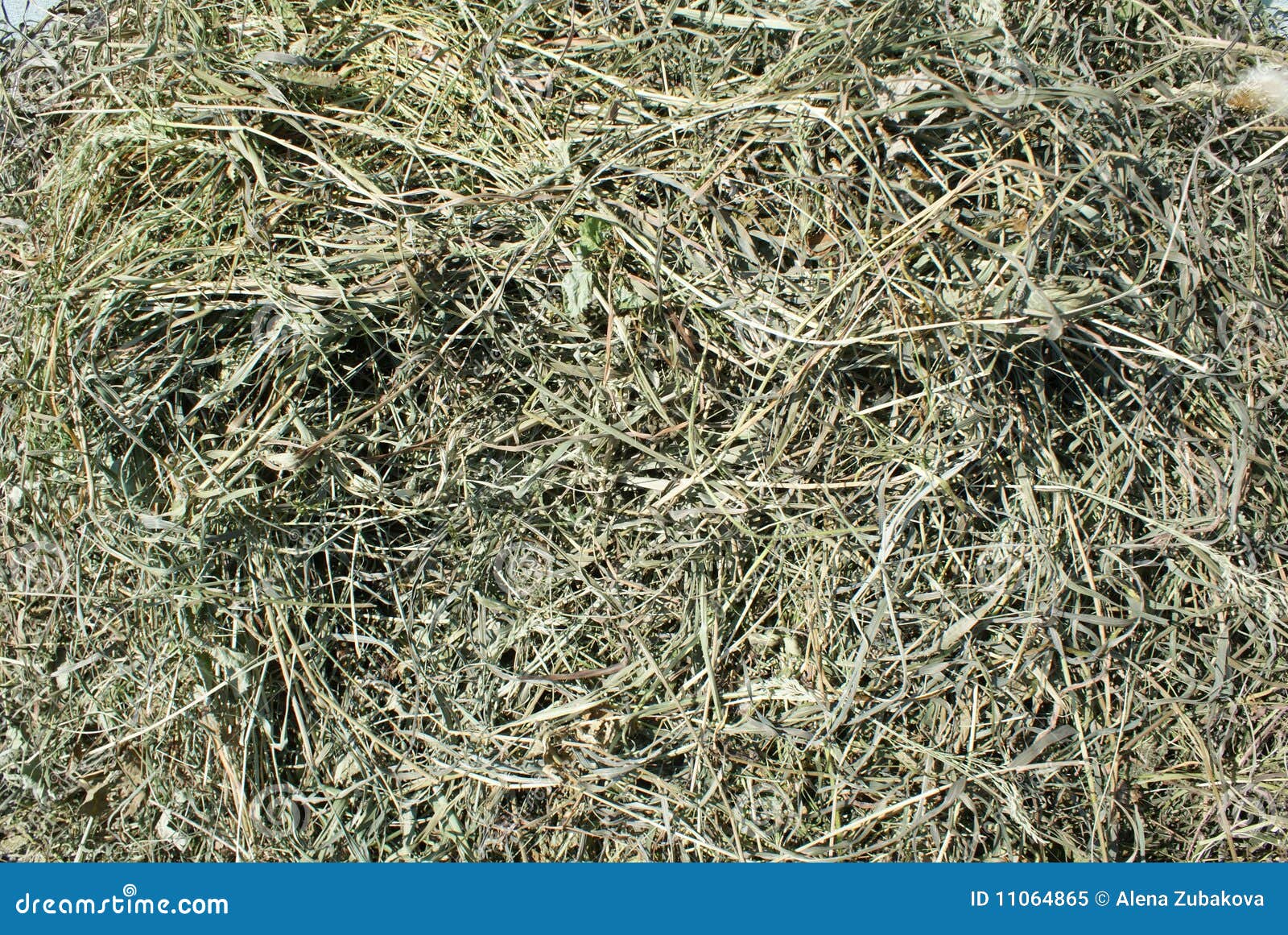Dried grass stock image. Image of background, texture - 11064865