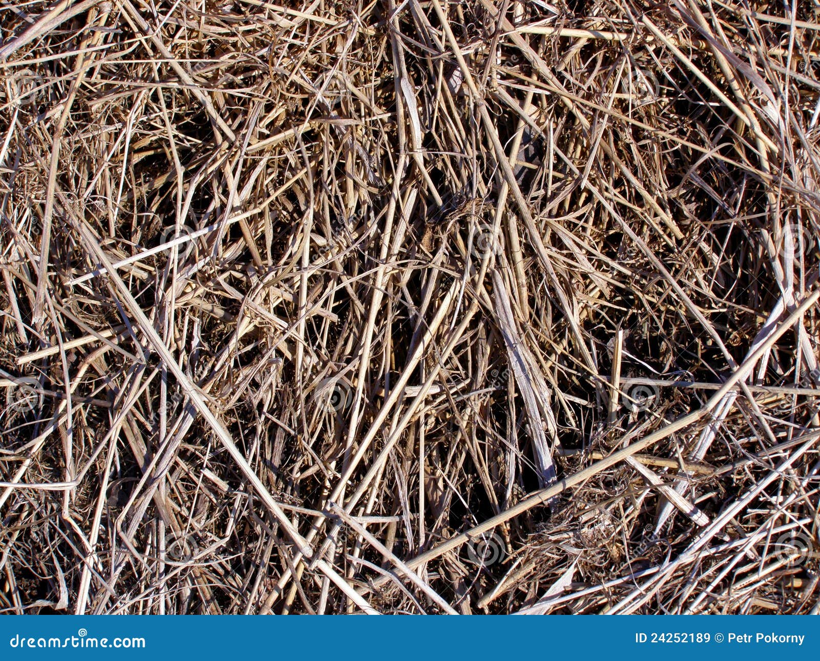 Dried grass stock image. Image of dried, nature, special - 24252189