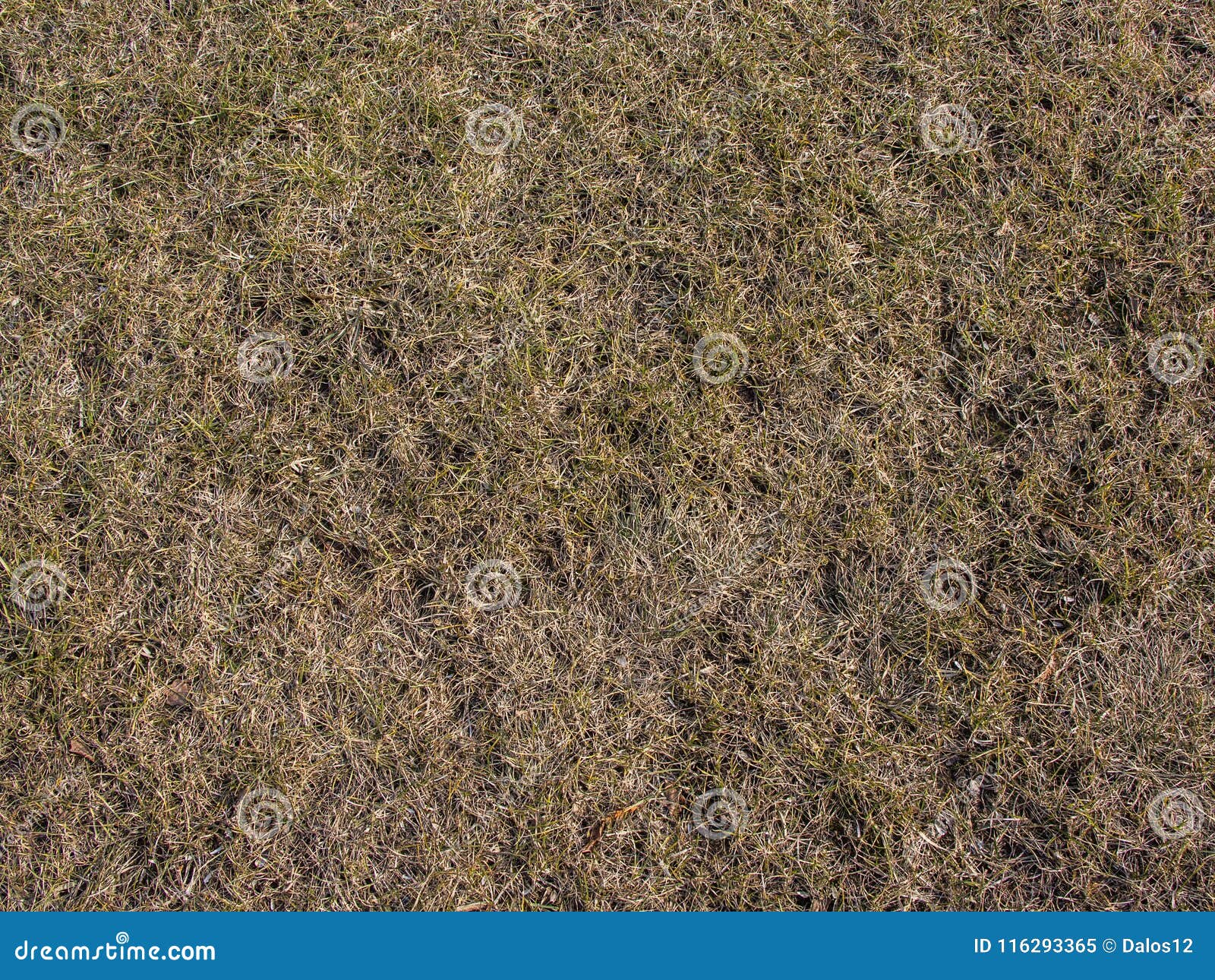 Seamless Dry Grass Texture