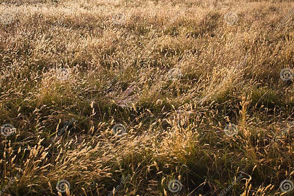 Dried grass in the field stock image. Image of texture - 255448605