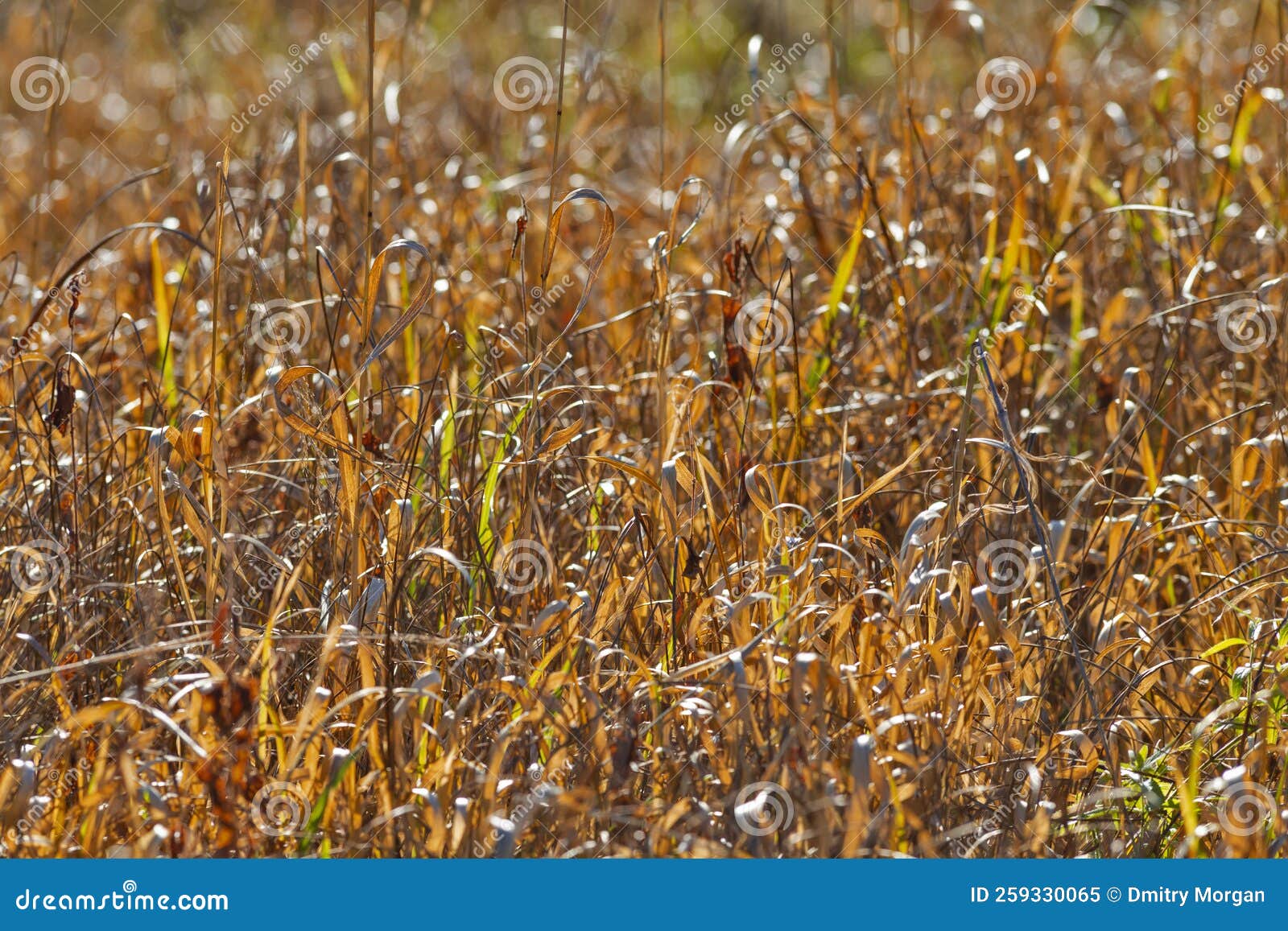 Dried Grass on Field in Polesye Natural Resort Stock Image - Image of ...