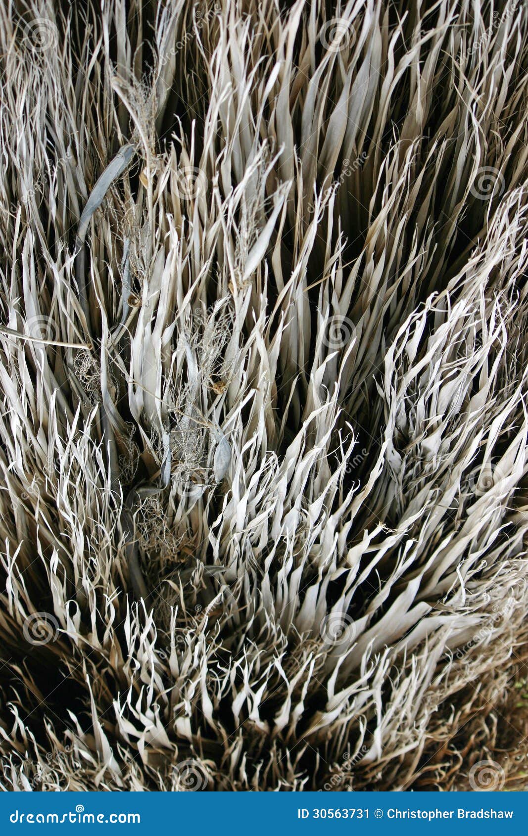 Dried Grass stock image. Image of brown, grass, winter - 30563731