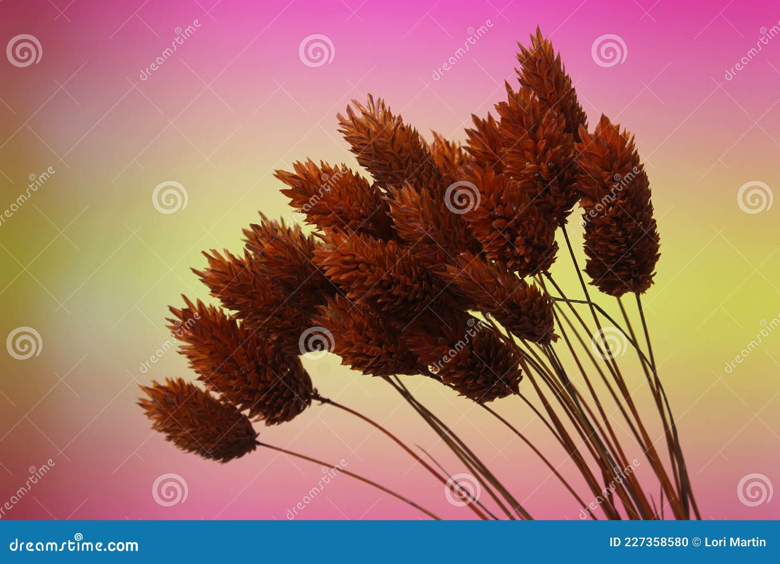 Dried Grass Stalks with Sunset Background Close Up Stock Photo - Image ...