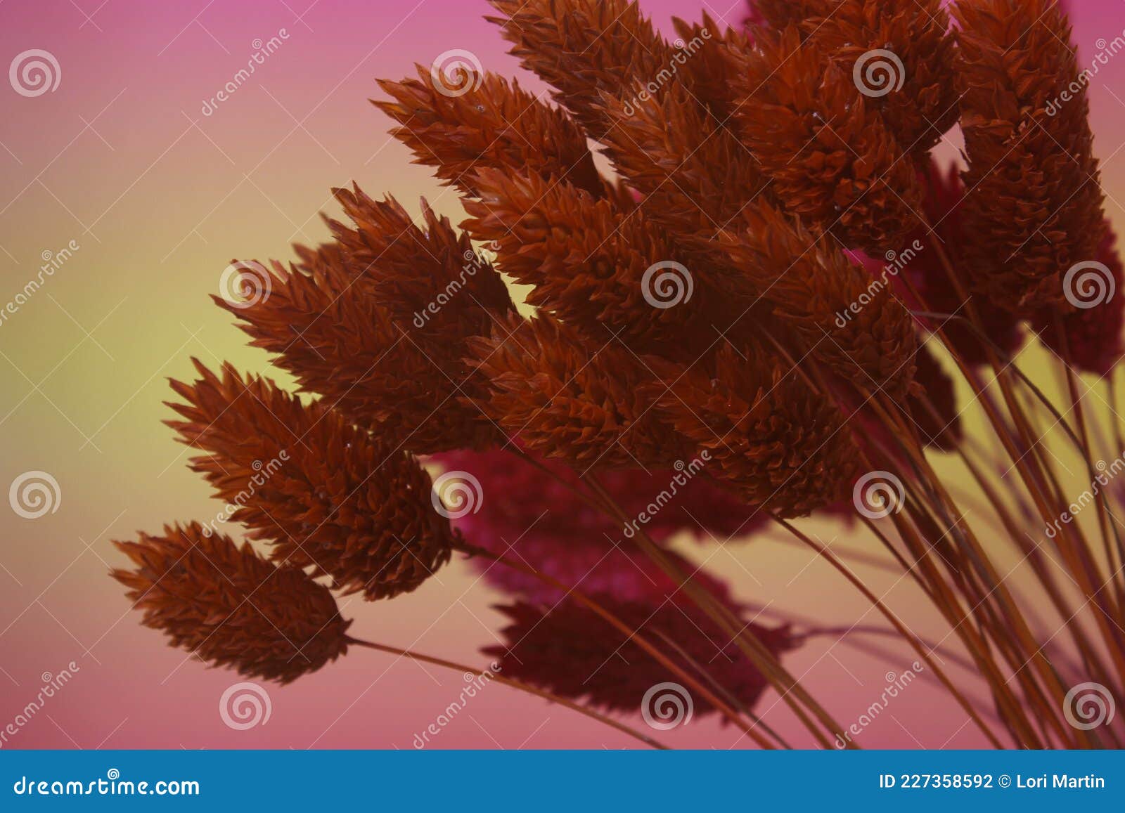 Dried Grass Stalks with Sunset Background Close Up Stock Photo - Image ...