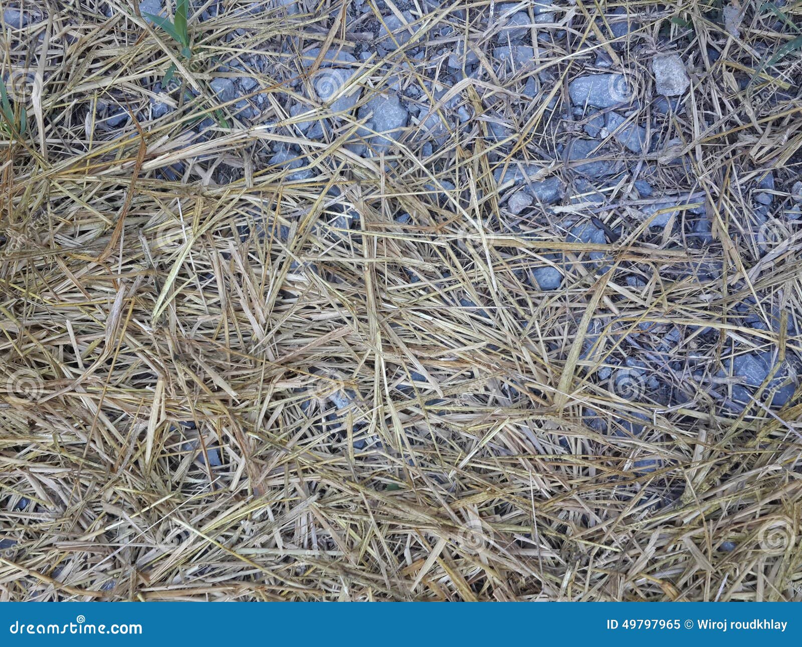 Dried grass stock image. Image of colors, dried, background - 49797965