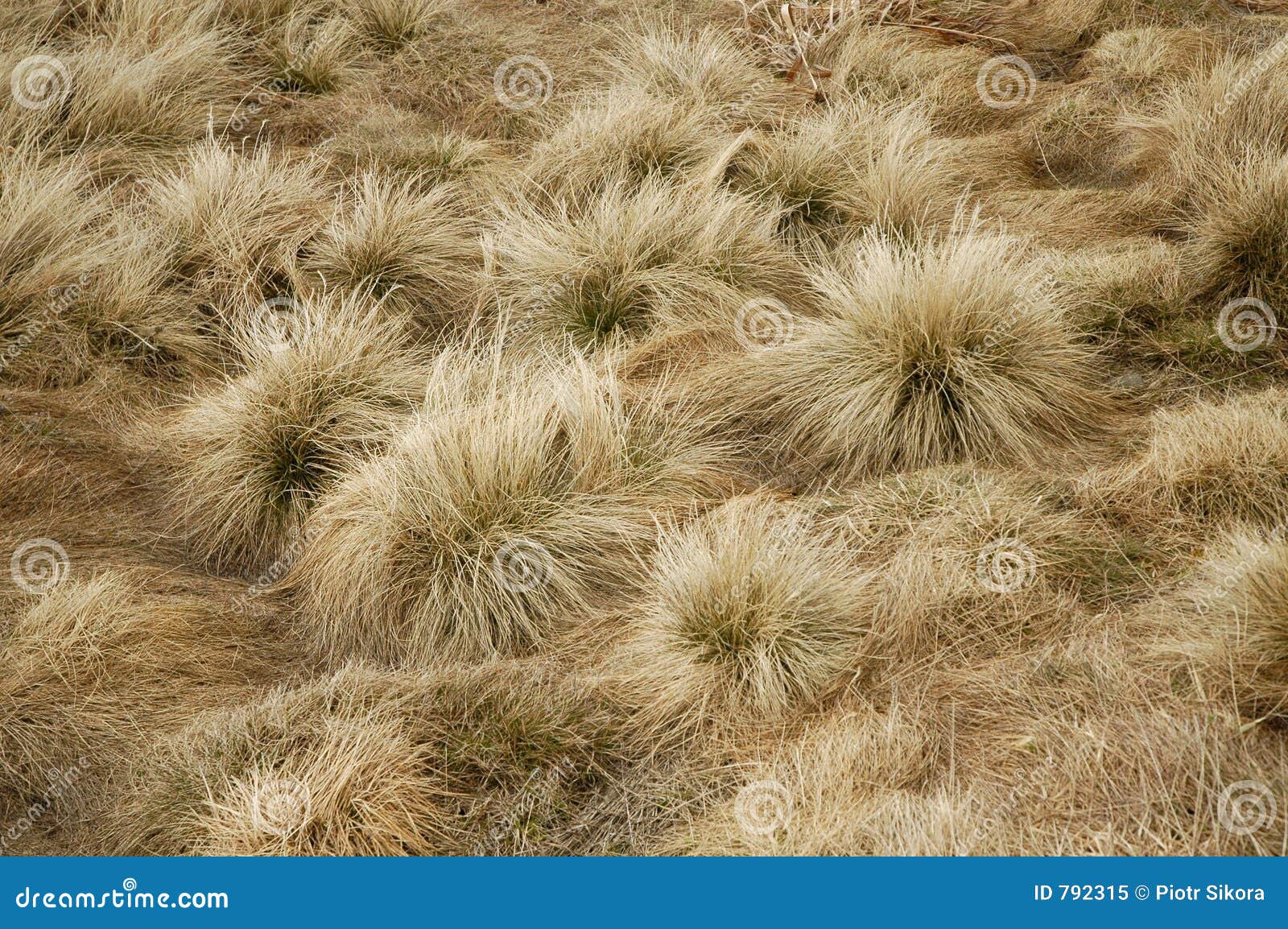 Dried grass texture stock image. Image of windy, sphere - 792315