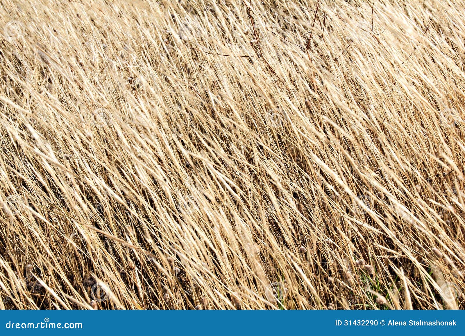 Dried grass texture stock photo. Image of pattern, season - 31432290