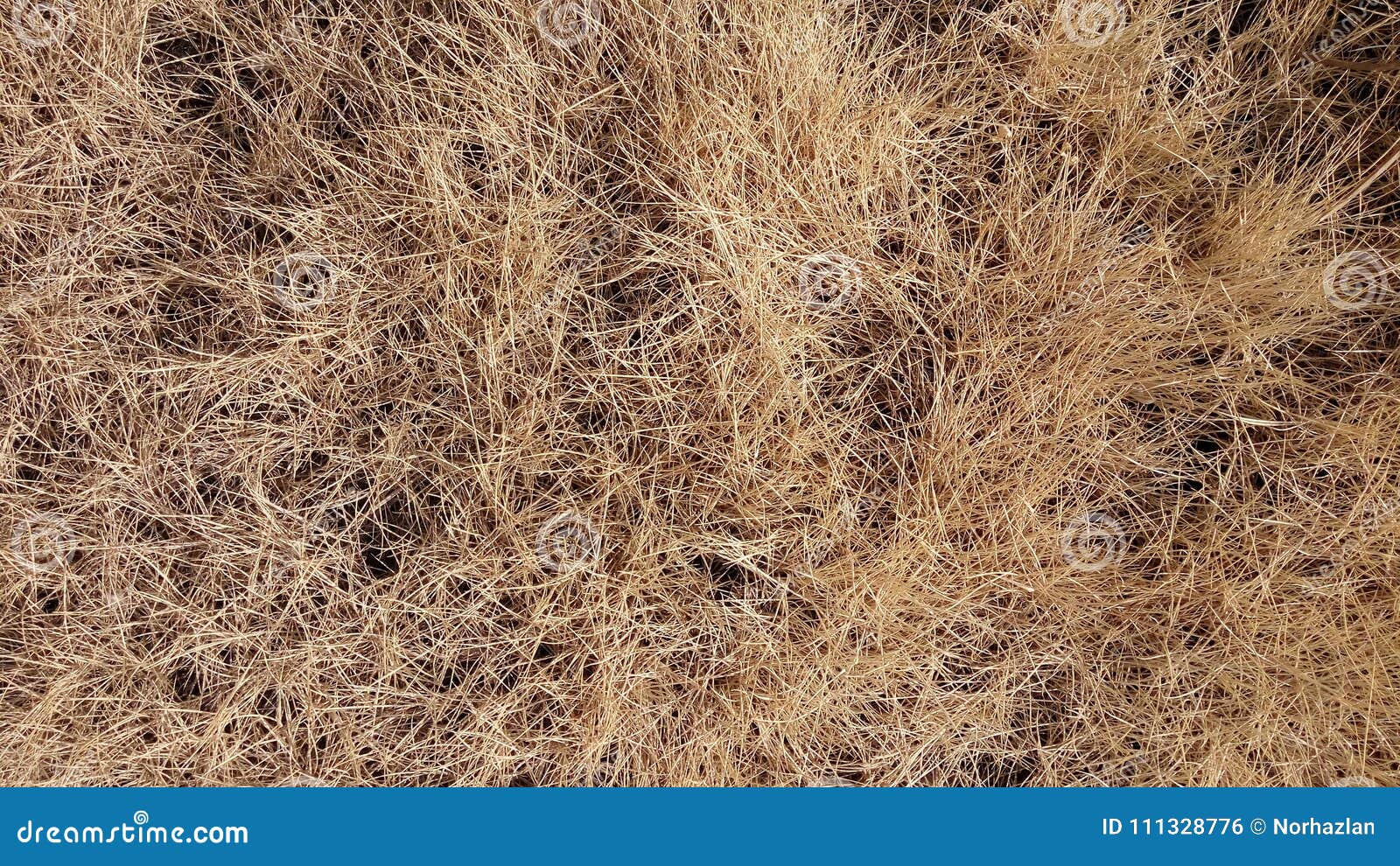 Dried grass texture stock photo. Image of dried, yellow - 111328776