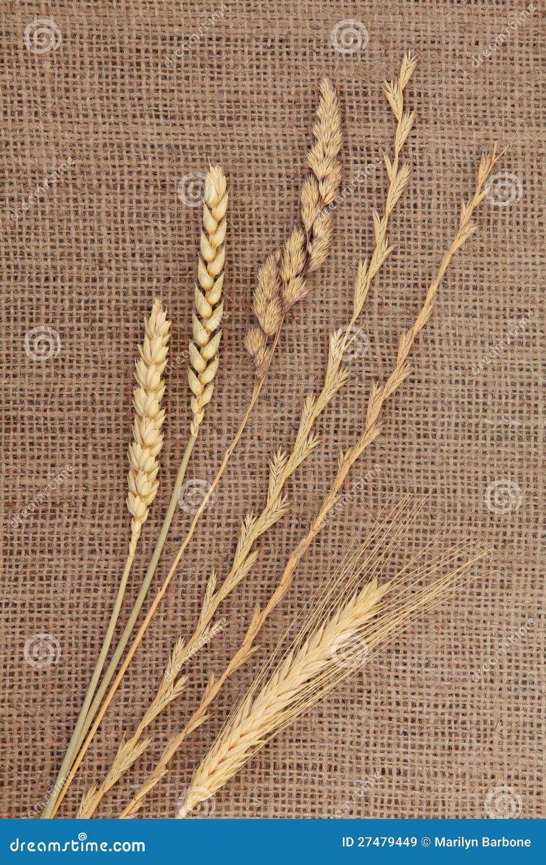 Dried Grasses stock image. Image of background, timothy - 27479449