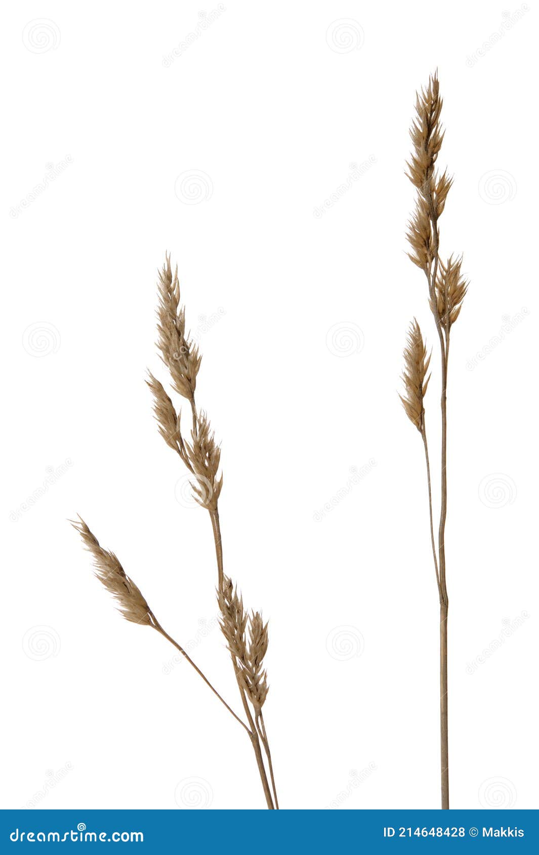 Dried Grasses Isolated on White Background Stock Photo - Image of ...