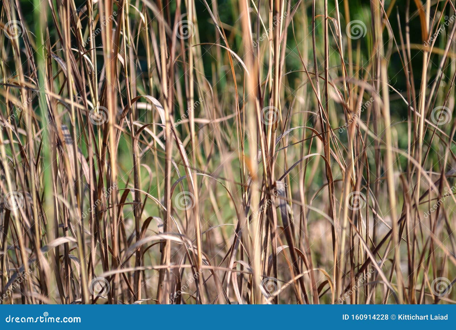 Dried grasses in nature stock photo. Image of brown - 160914228
