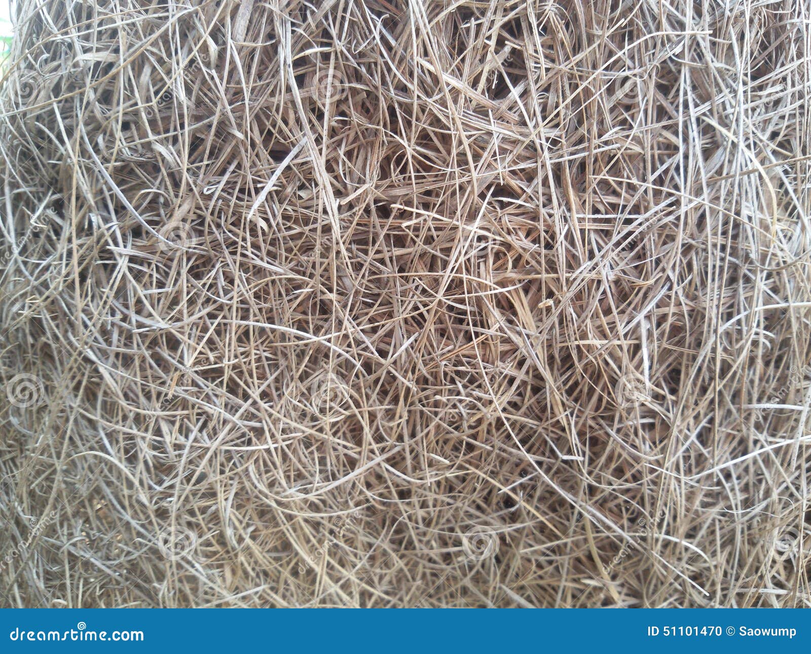 Nest Texture Stock Photo | CartoonDealer.com #79028496